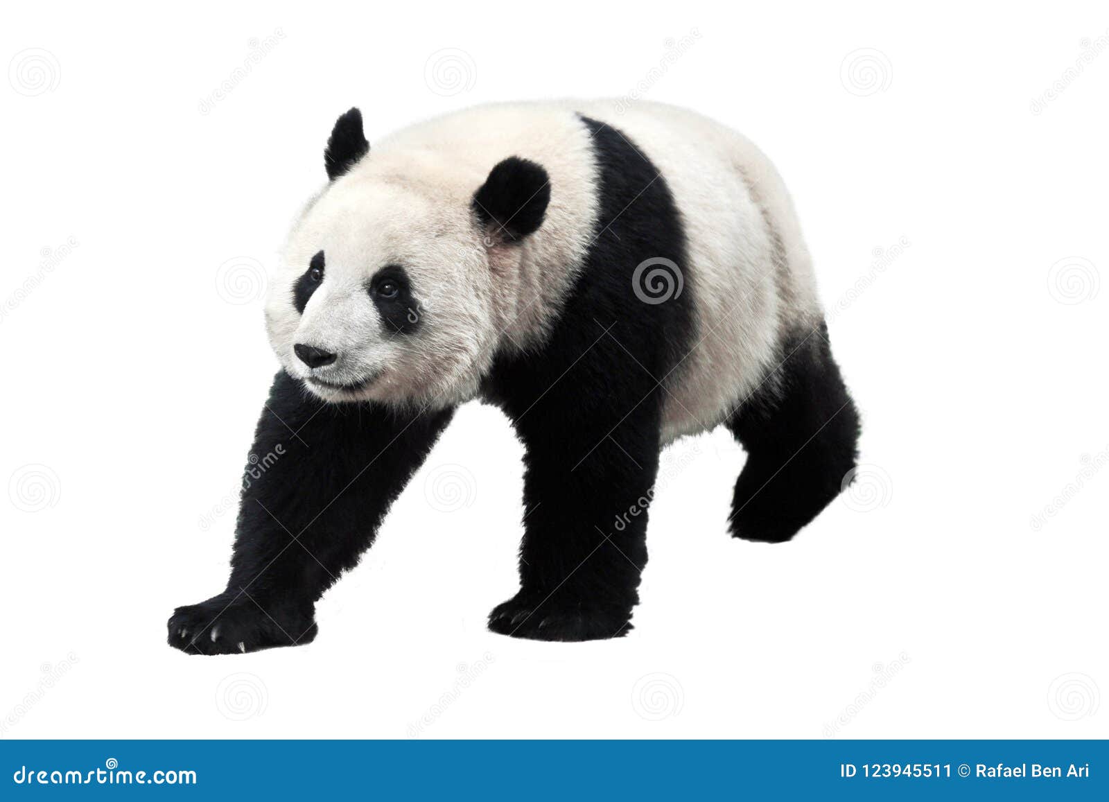 Panda D'isolement Sur Le Fond Blanc Image stock - Image du côté, asie ...