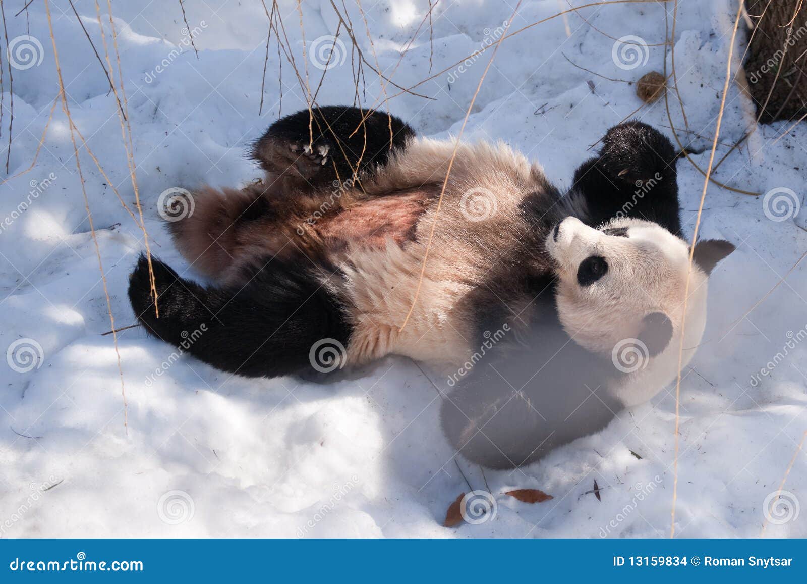 Panda dans la neige photo stock. Image du sauvage, animal - 13159834