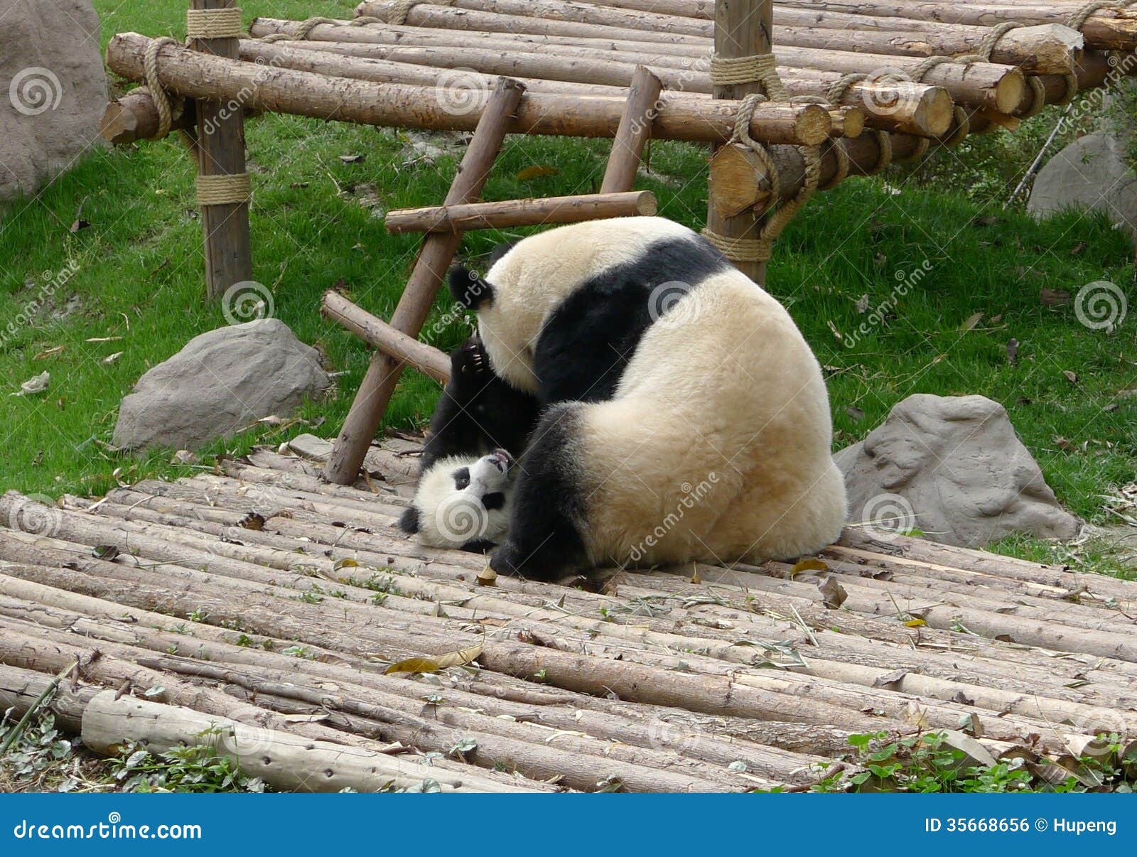 Panda Del Bebé Con La Madre Foto de archivo - Imagen de infante, casta ...