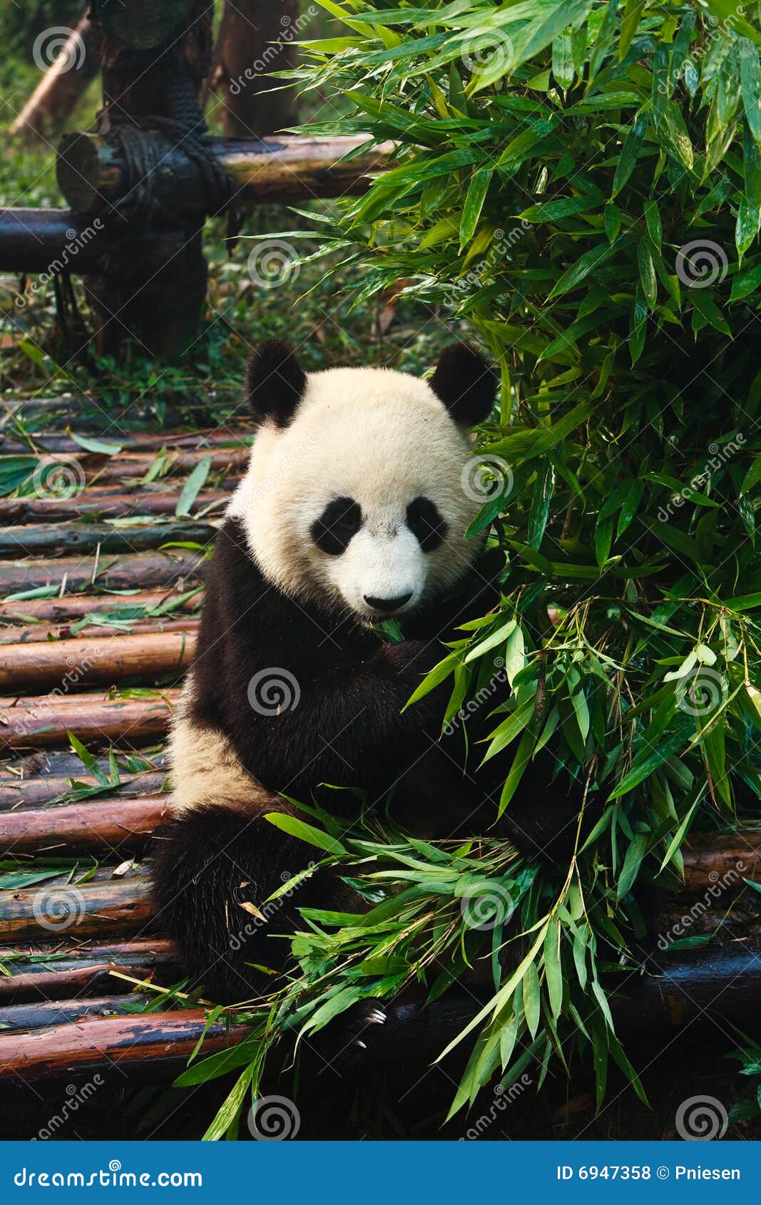 Panda, der Bambus isst stockfoto. Bild von asiatisch, führen - 6947358