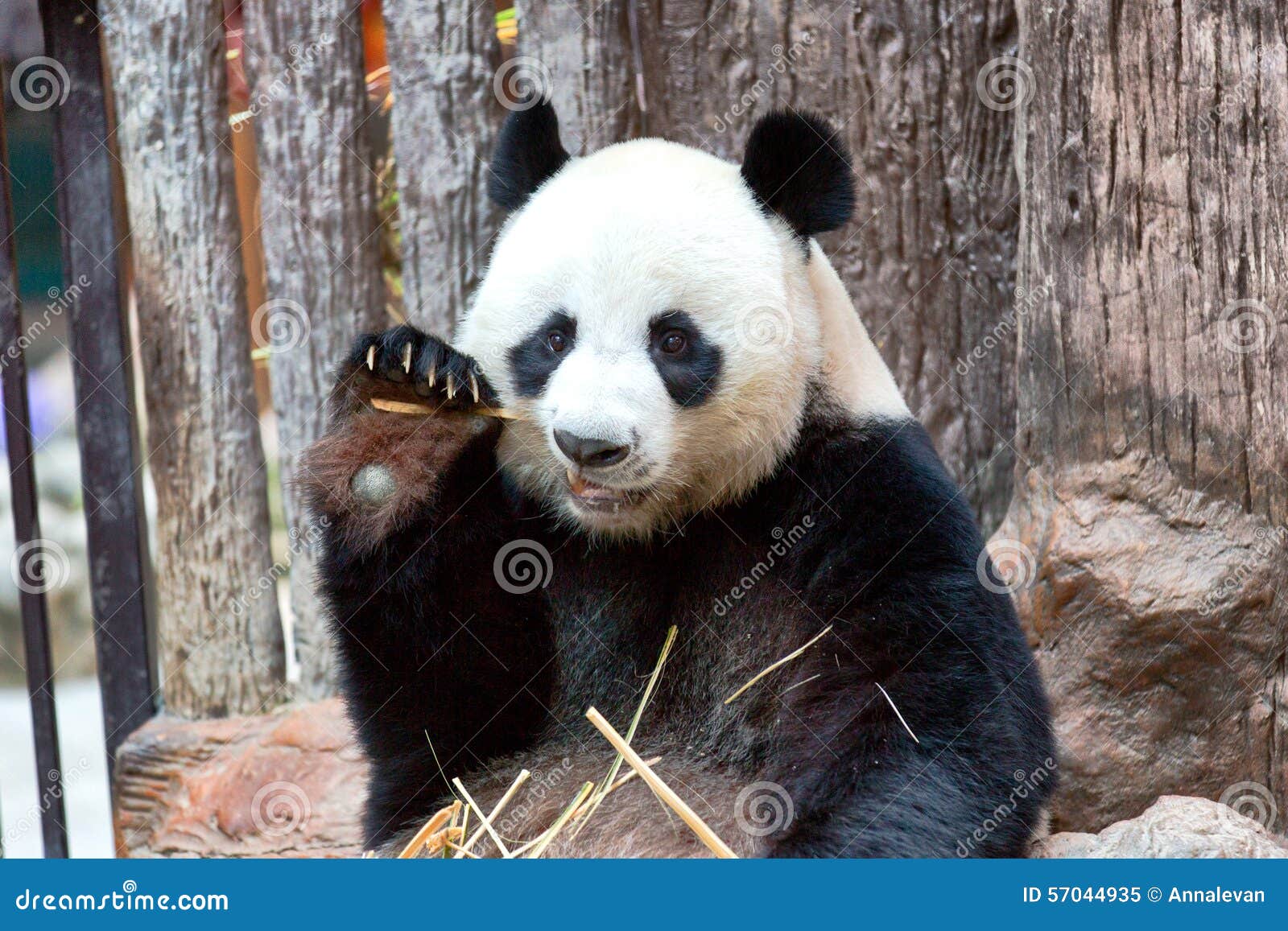 Panda Die Bamboe, Chiang Mai Zoo Eten Stock Afbeelding - Image of ...