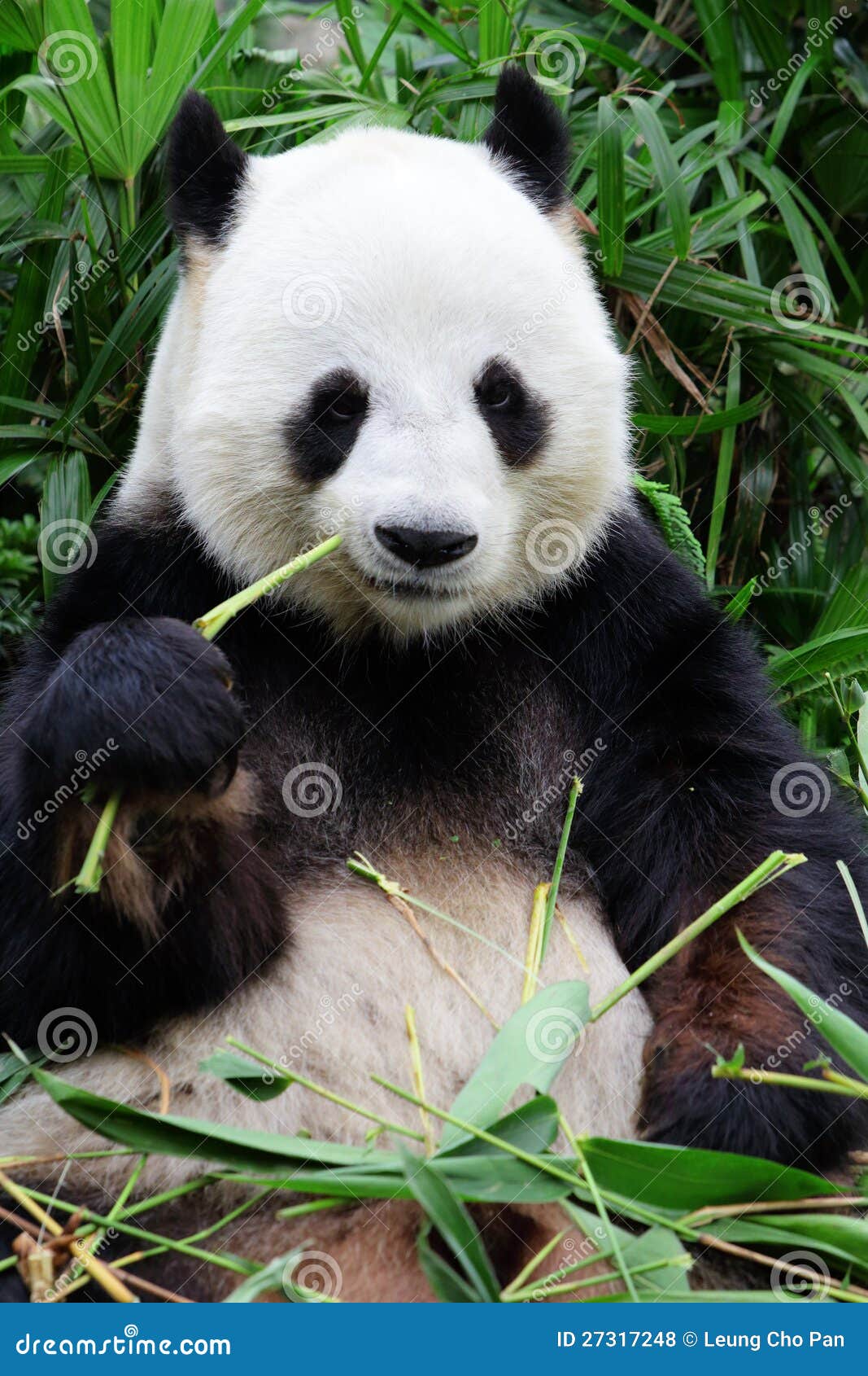 Panda die bamboe eet stock foto. Image of eten, vrij - 27317248