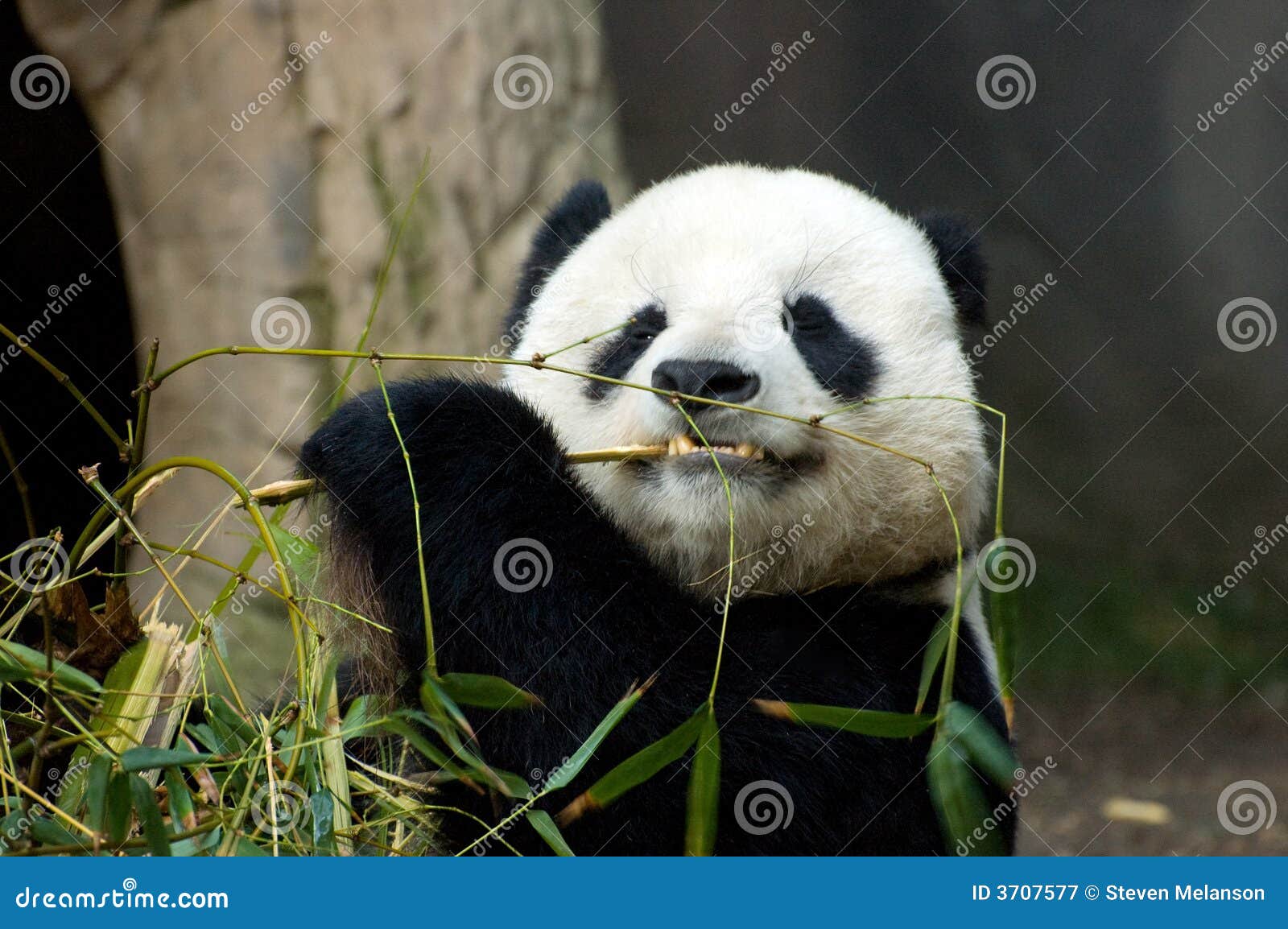Panda die bamboe eet stock afbeelding. Image of bedreigd - 3707577