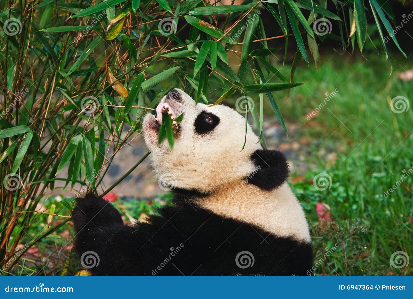 Panda die Bamboe eet stock foto. Image of herbivoor, soorten - 6947364