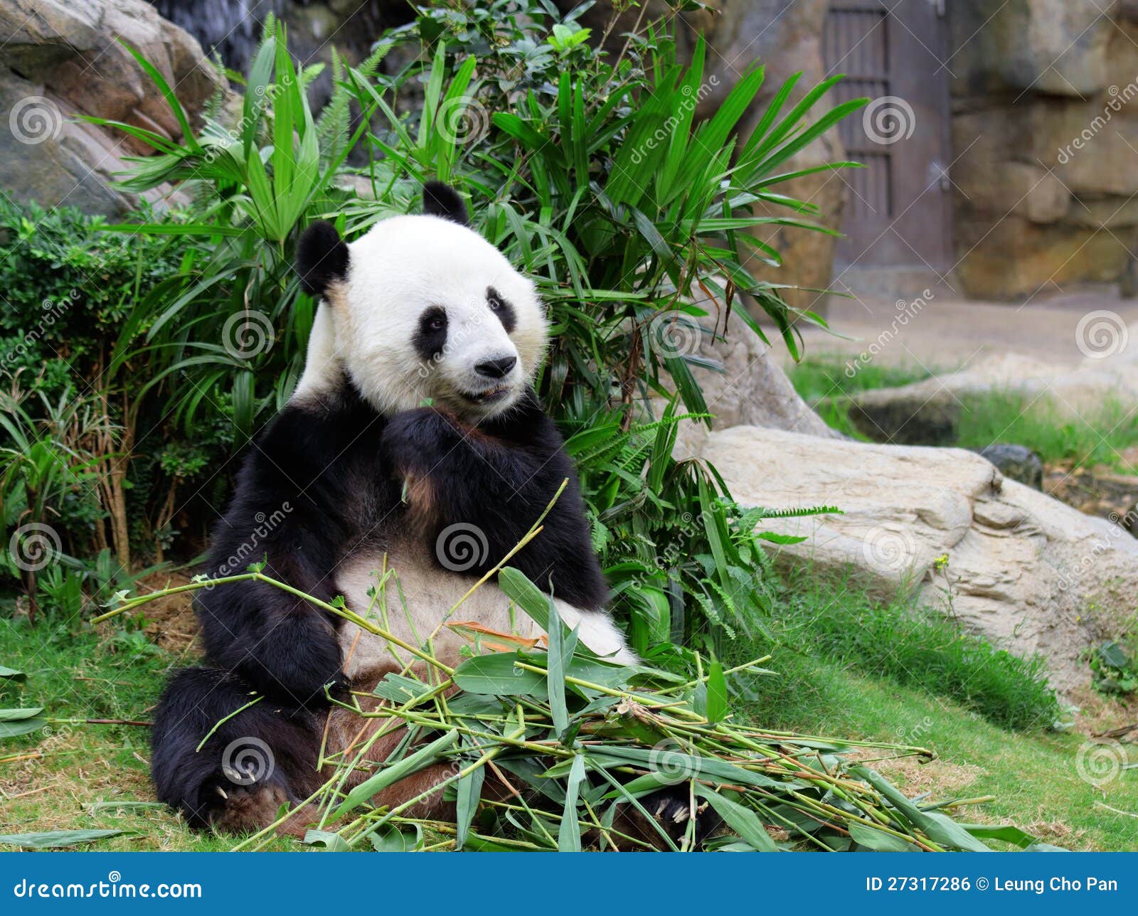 Panda die bamboe eten stock foto. Image of nave, charmant - 27317286