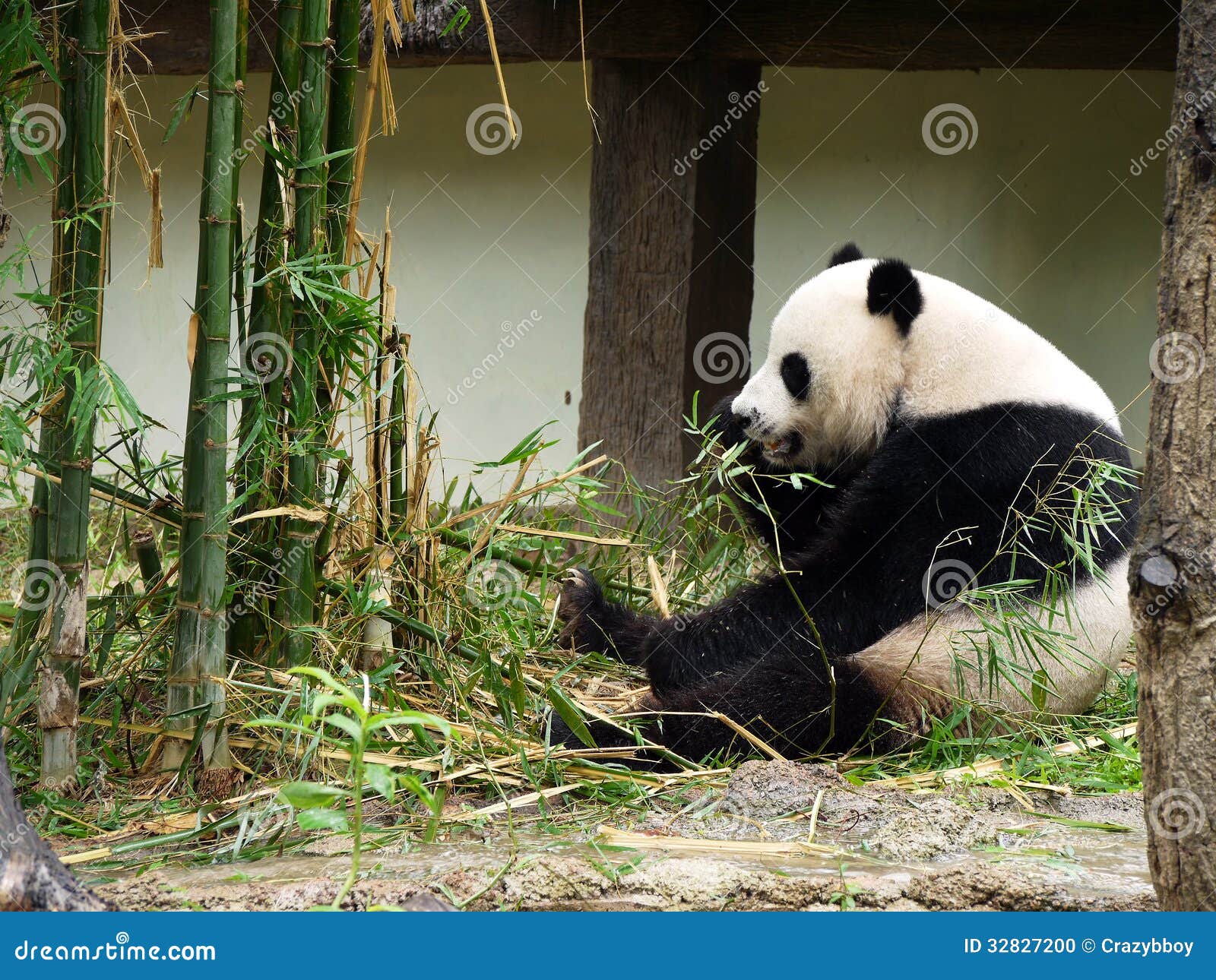 Panda die bamboe eten stock foto. Image of reus, beet - 32827200