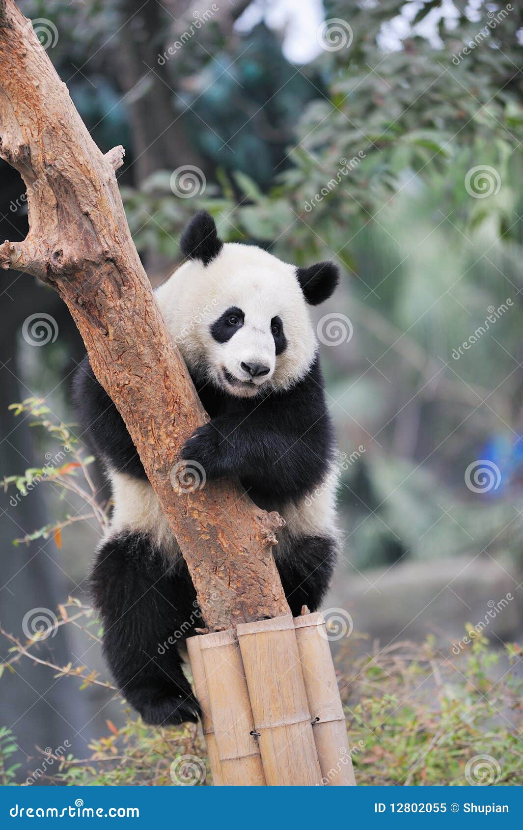 Panda die boom beklimt stock afbeelding. Image of bedreigd - 12802055