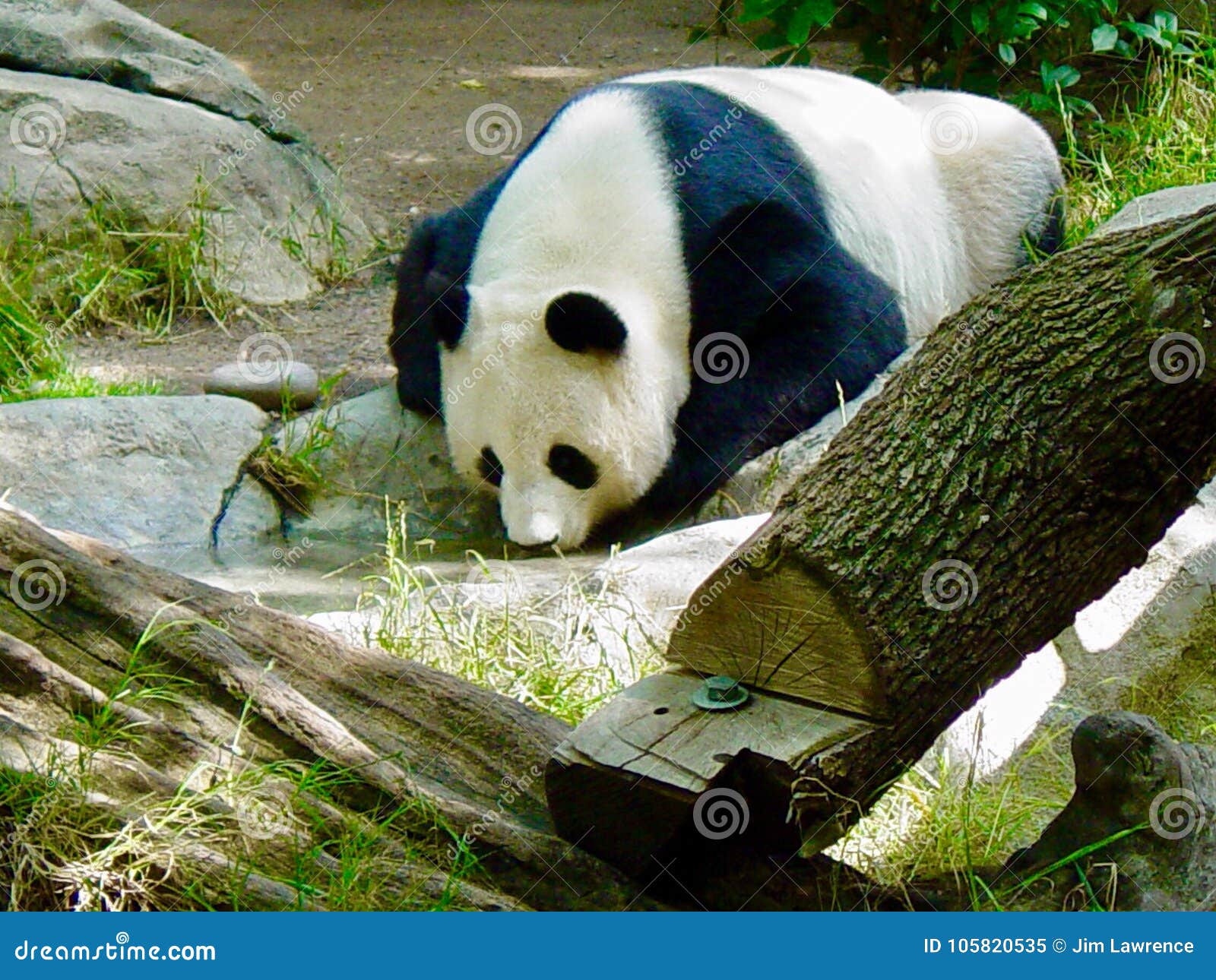 Panda Dinner imagem de stock. Imagem de apreciar, bambu - 105820535