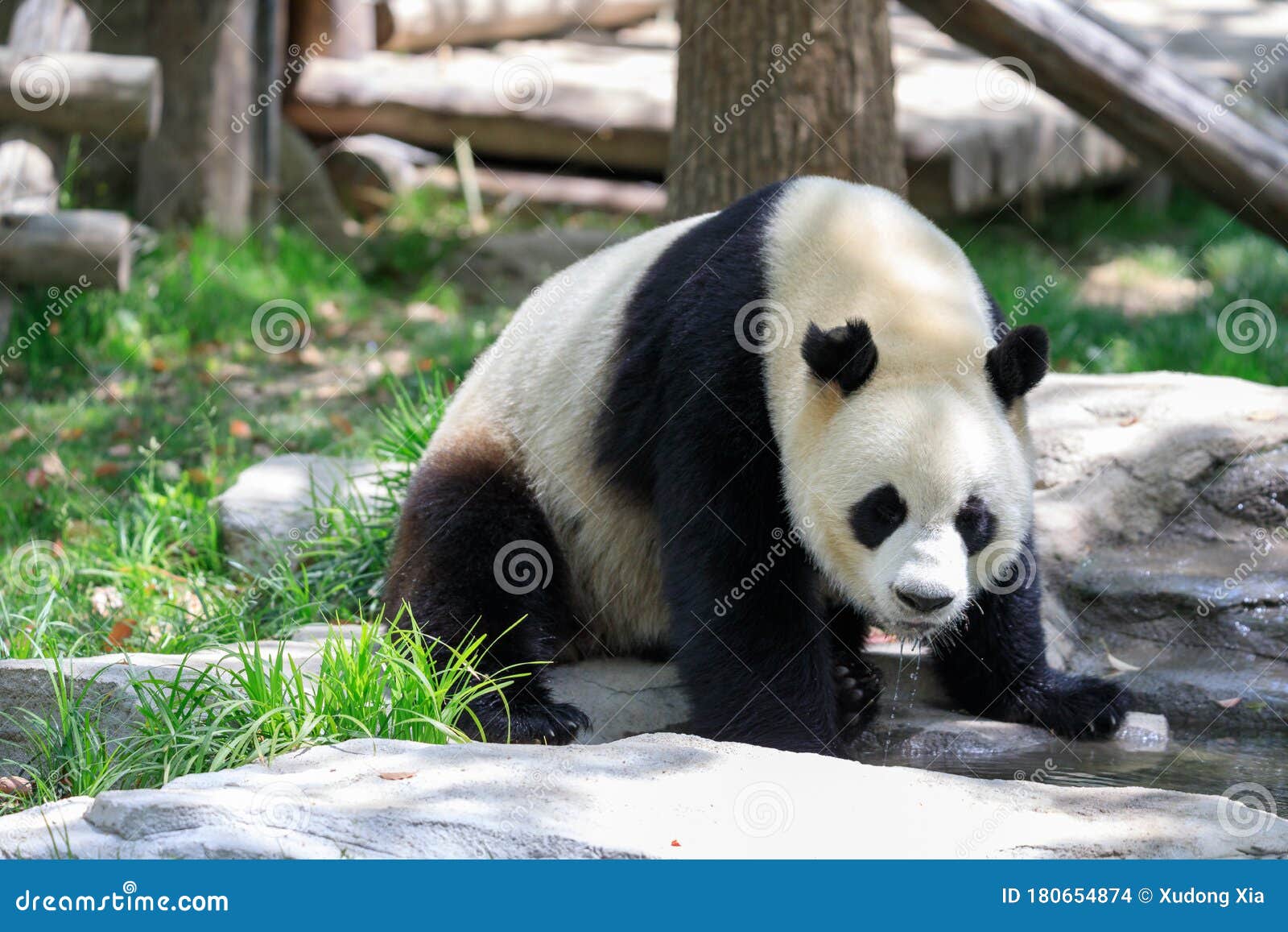 Panda drinking stock photo. Image of claw, eating, cute - 180654874