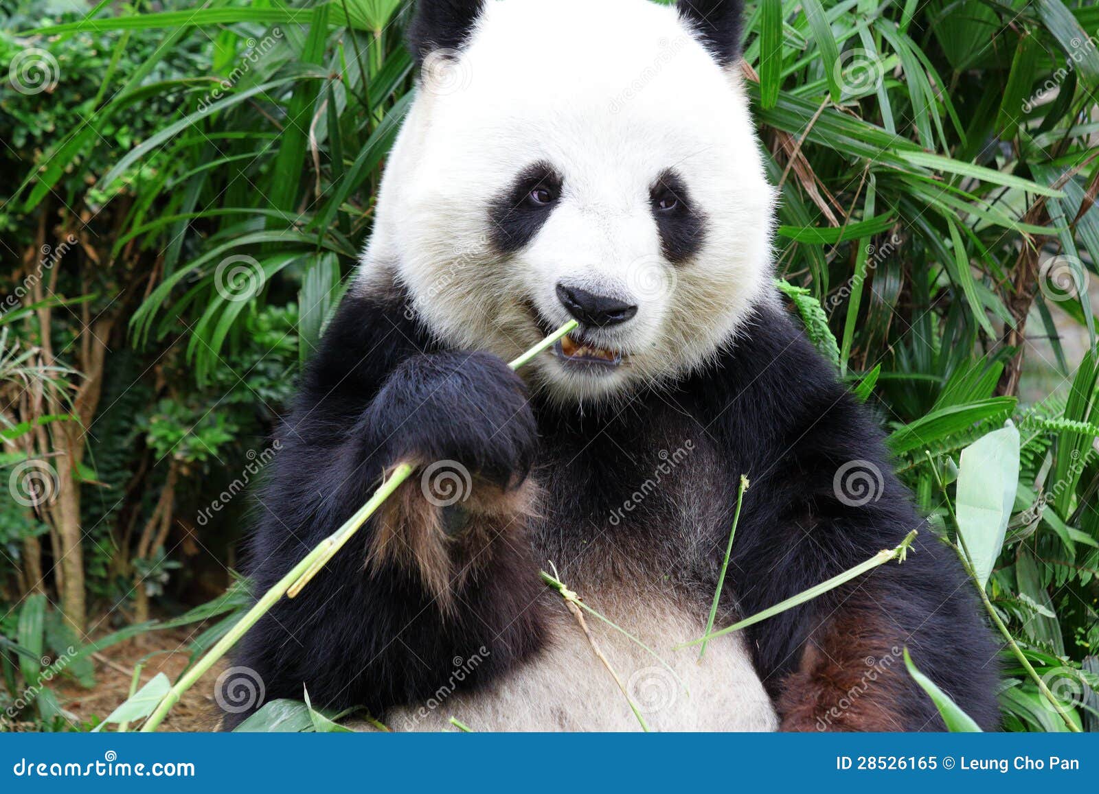Panda eat stock image. Image of china, cute, bamboo, food - 28526165