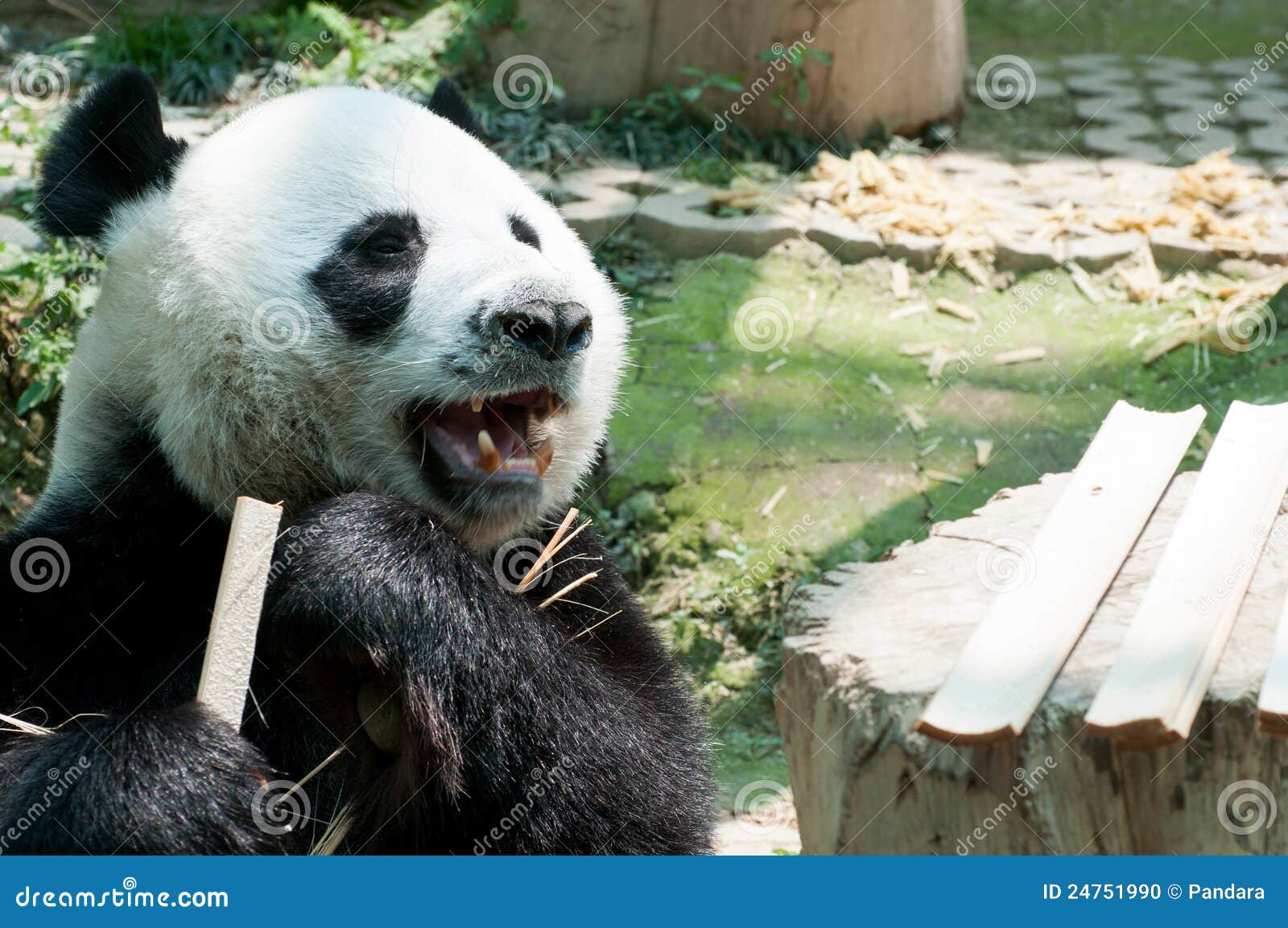 Panda eat bamboo in zoo stock photo. Image of cute, china - 24751990