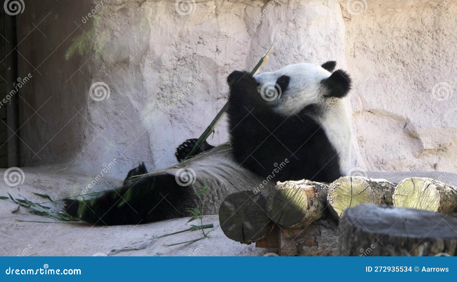 Panda Eat Juicy Bamboo Branches for Lunch Stock Photo - Image of food ...