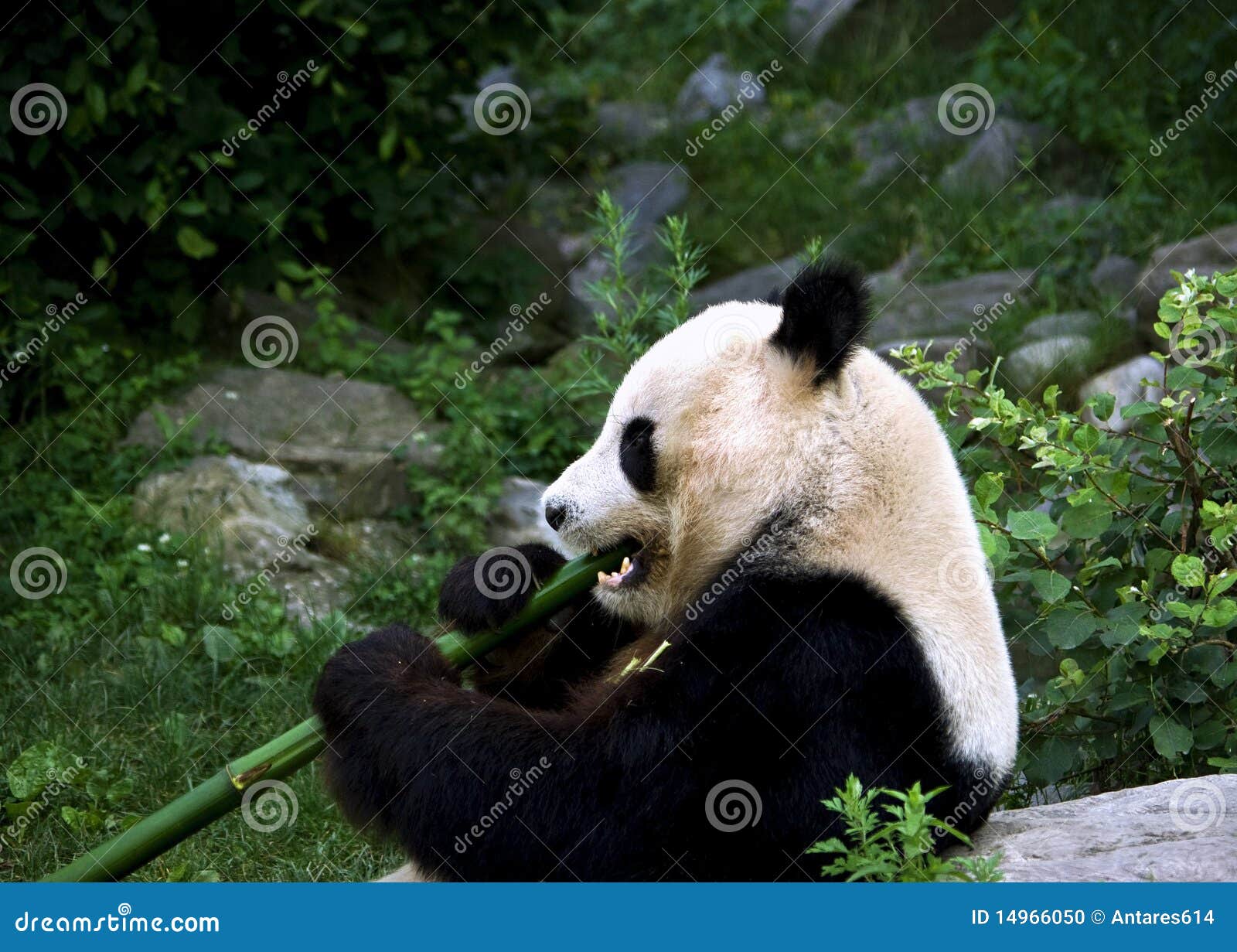 Panda eating stock photo. Image of snack, panda, black - 14966050