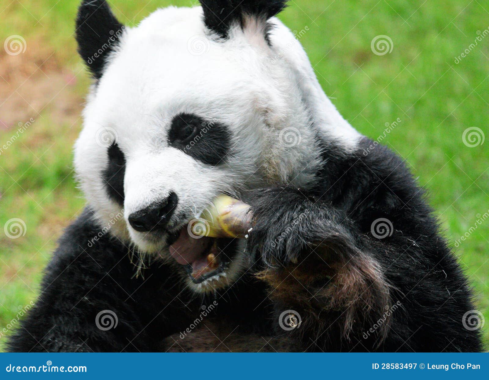 Panda eating stock image. Image of pretty, asia, charming - 28583497