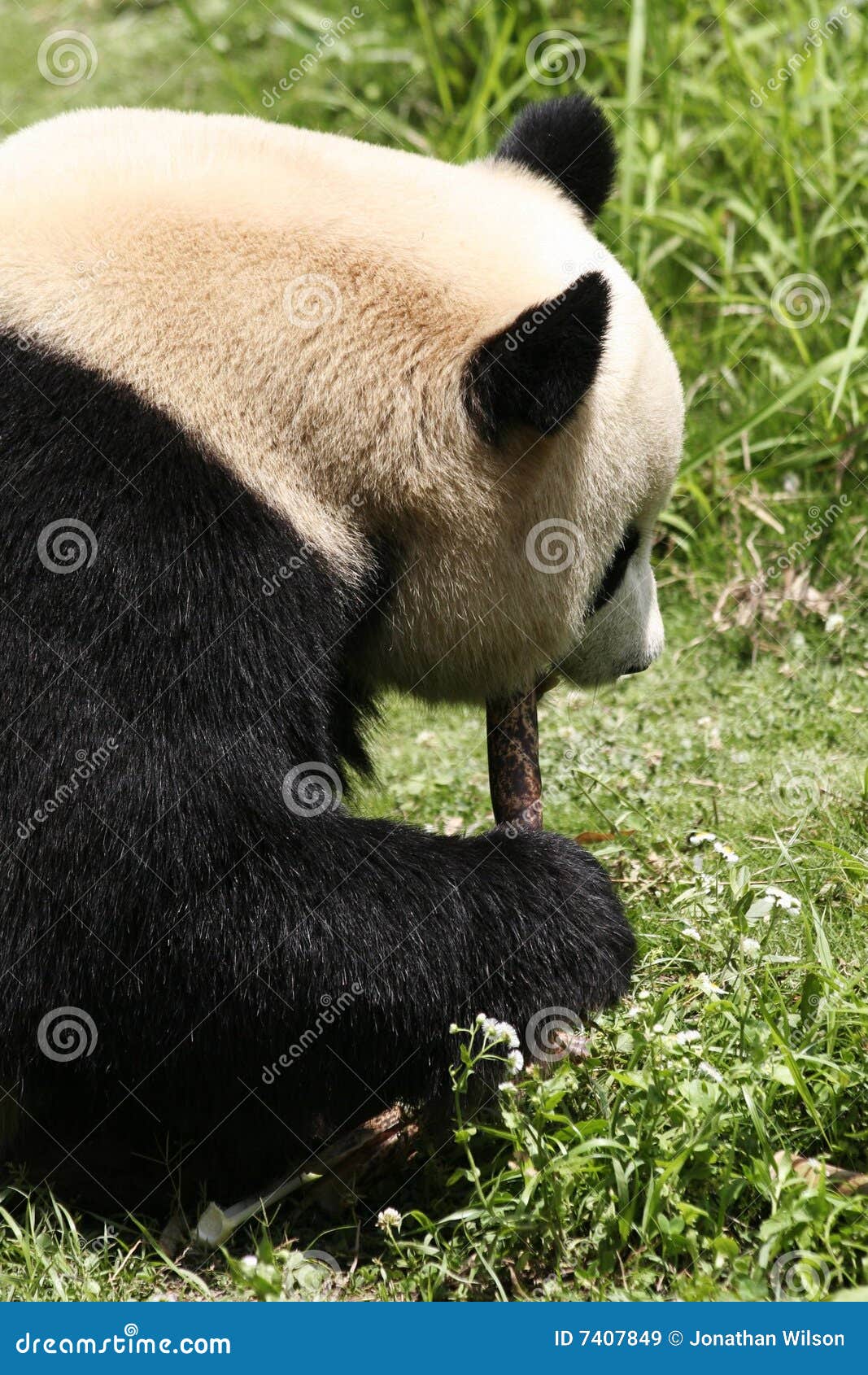 Panda Eating stock image. Image of hungry, panda, lunch - 7407849