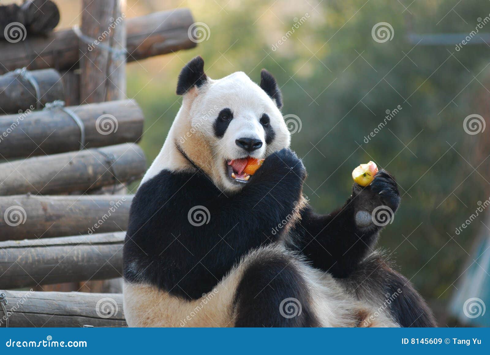 Panda eating apples stock image. Image of melanoleuca - 8145609