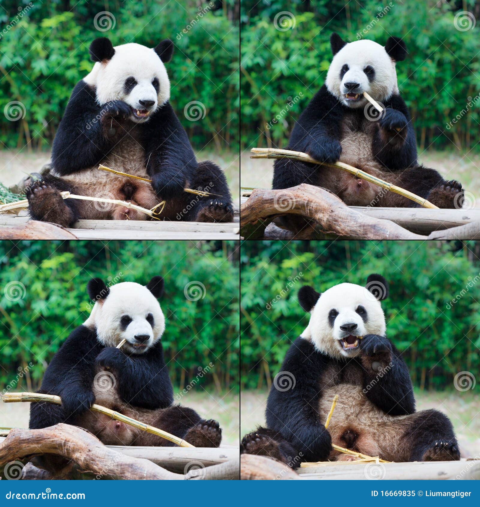 Panda Eating Bamboo At Panda Palace Indonesia Safari Park Royalty-Free ...