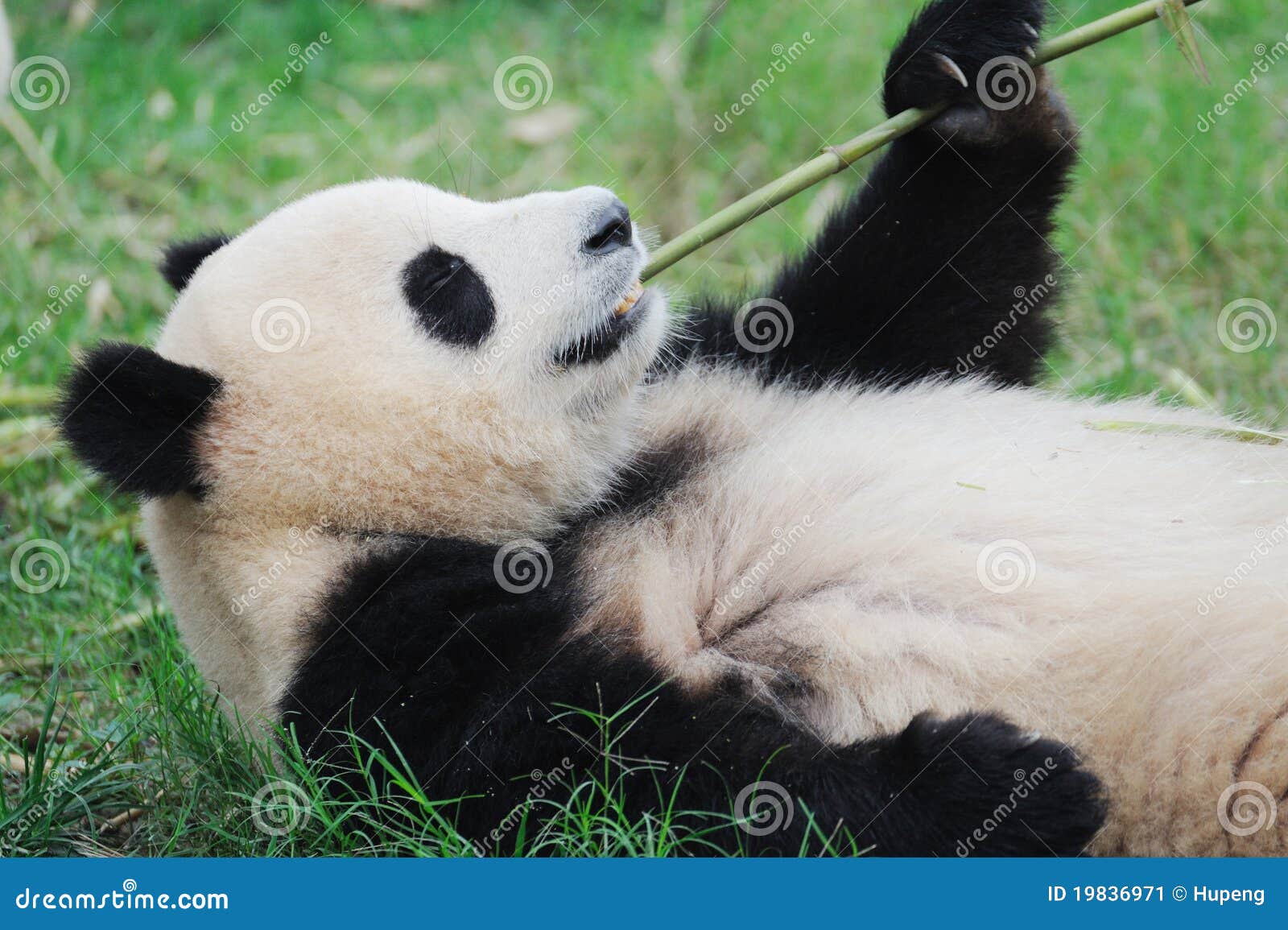 Panda eating bamboo stock image. Image of leaves, bamboo - 19836971