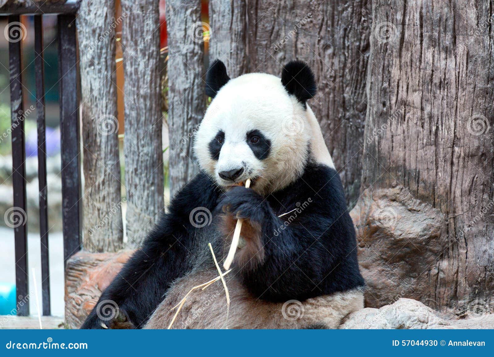 Panda Eating Bamboo, Chiang Mai Zoo Stock Photo - Image of mammal, bush ...