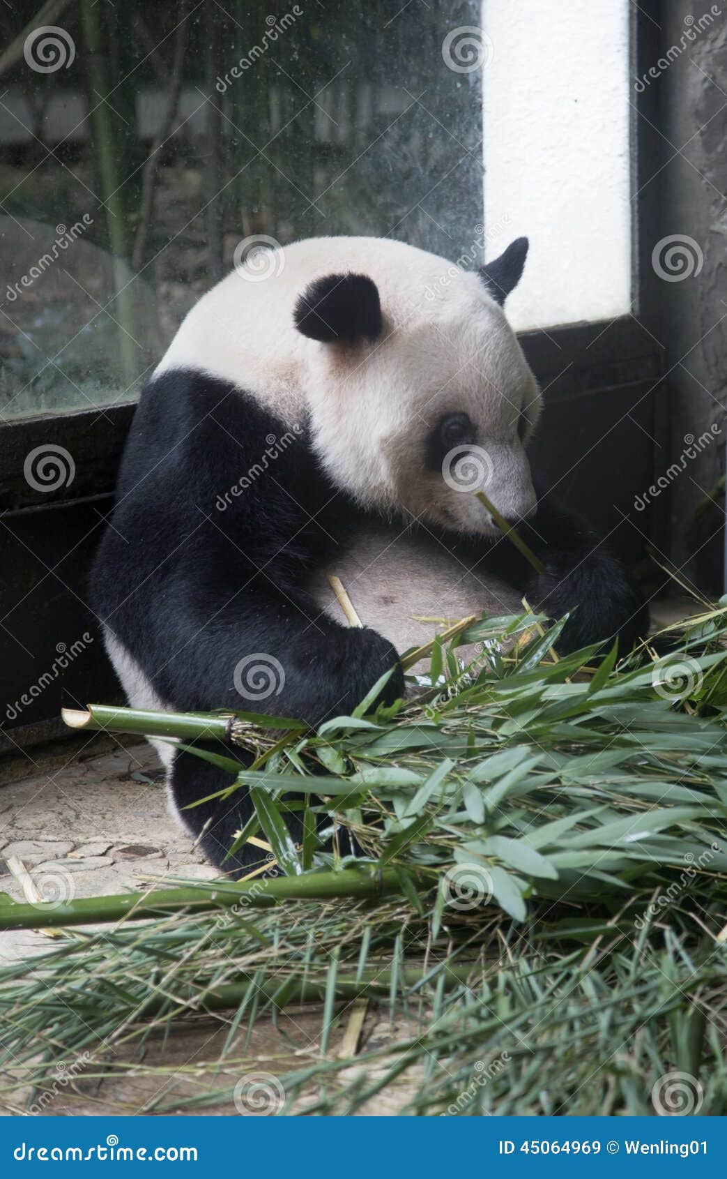 Panda eating bamboo stock image. Image of animal, mammals - 45064969