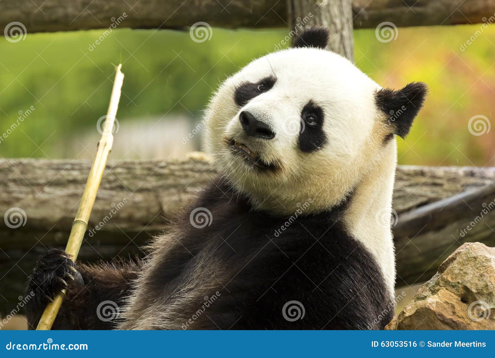 Panda eating bamboo stock photo. Image of panda, lazy - 63053516