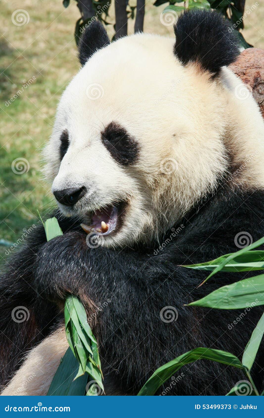 Panda eating bamboo stock image. Image of endangered - 53499373