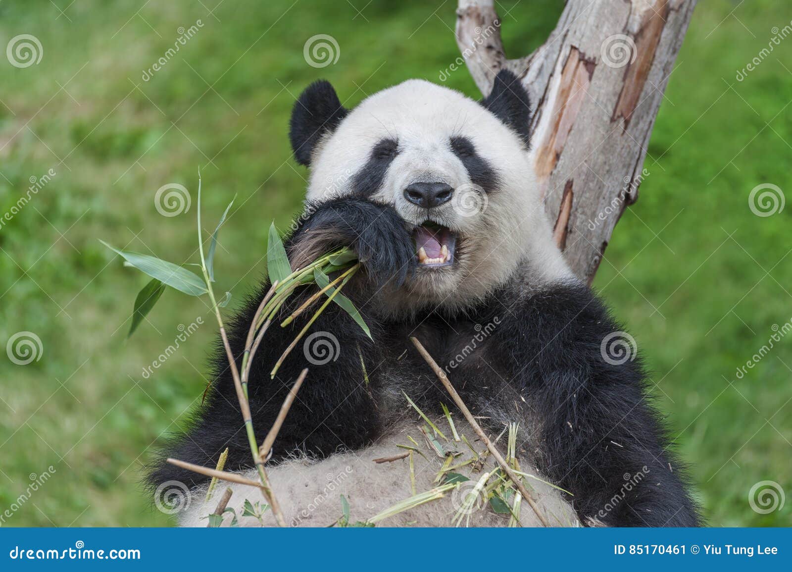 Panda eating bamboo stock image. Image of asian, leave - 85170461