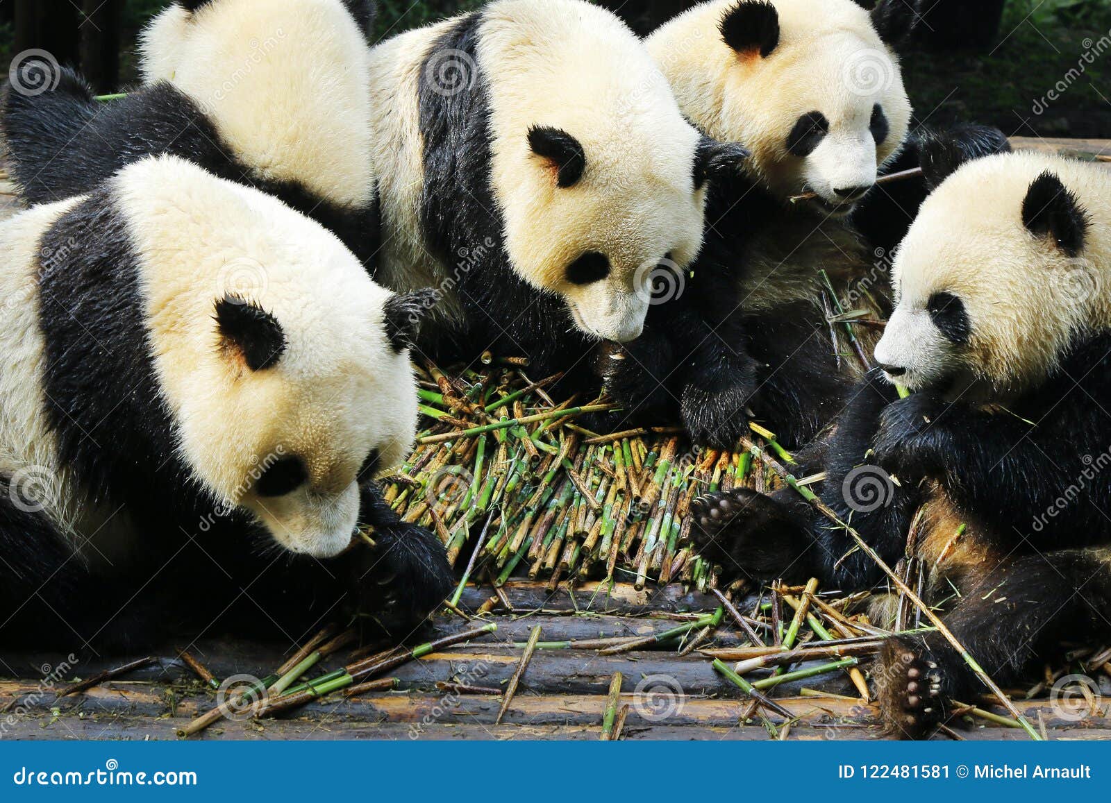 Panda eating bamboo stock image. Image of sichuan, chengdu - 122481581
