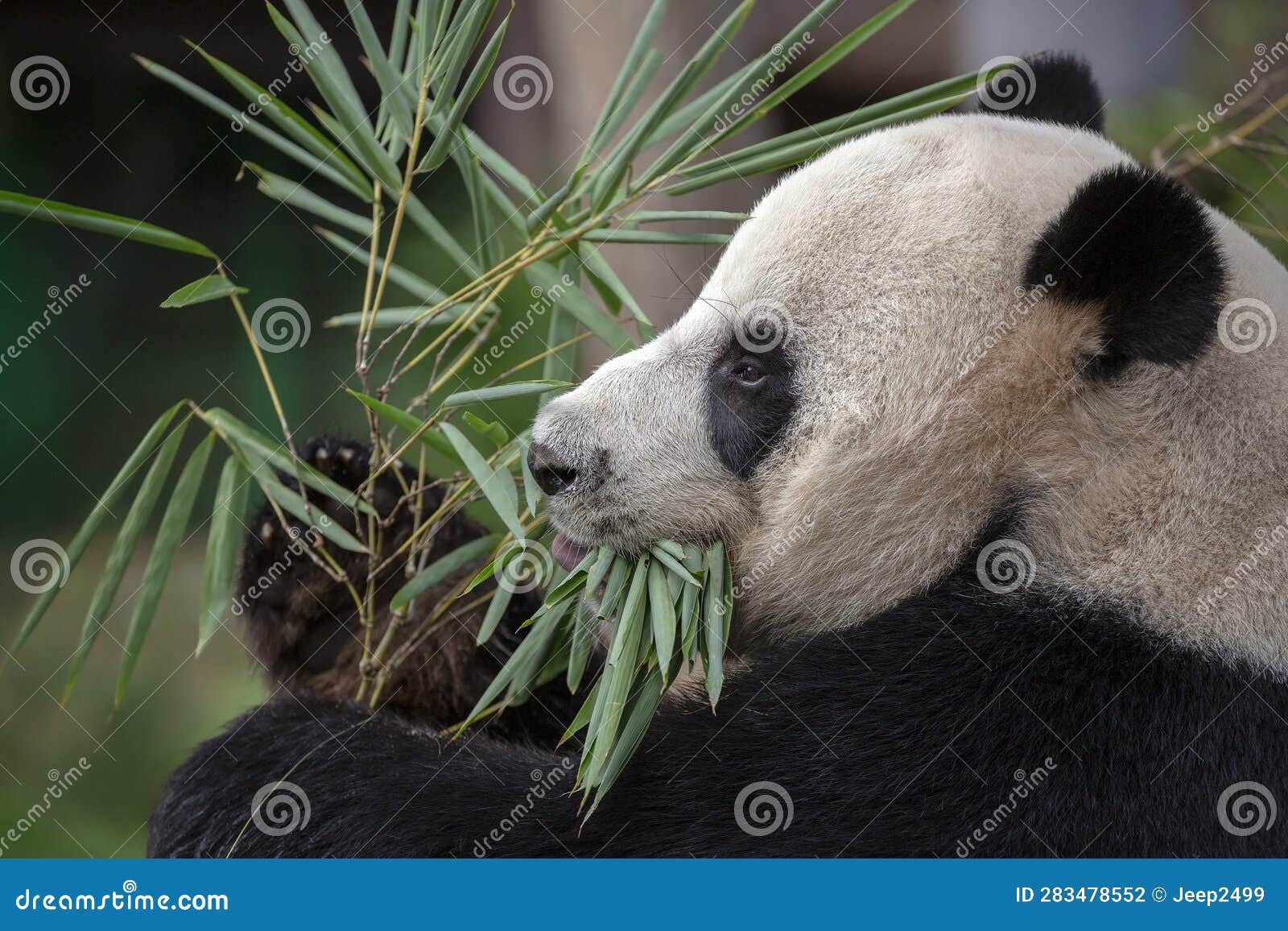 Panda is eating. stock photo. Image of black, chinese - 283478552