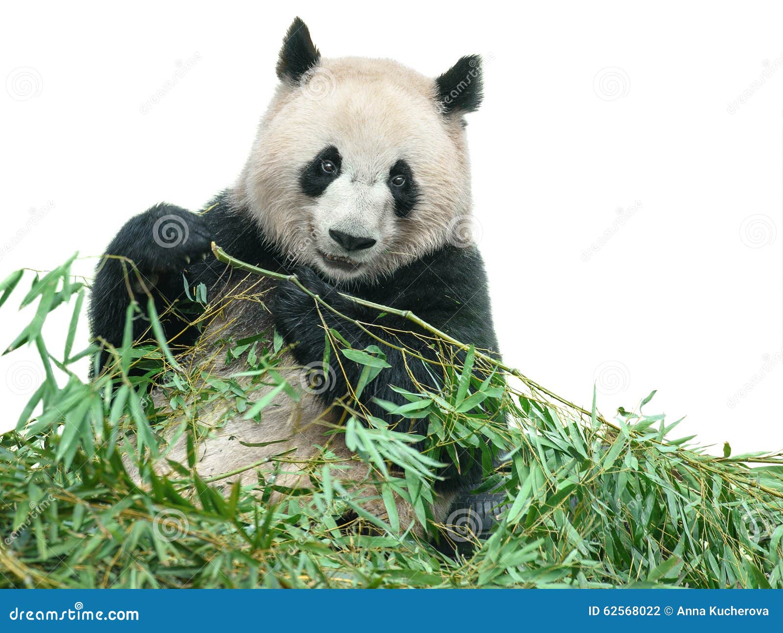 Panda eating bamboo leaves stock photo. Image of mammal - 62568022