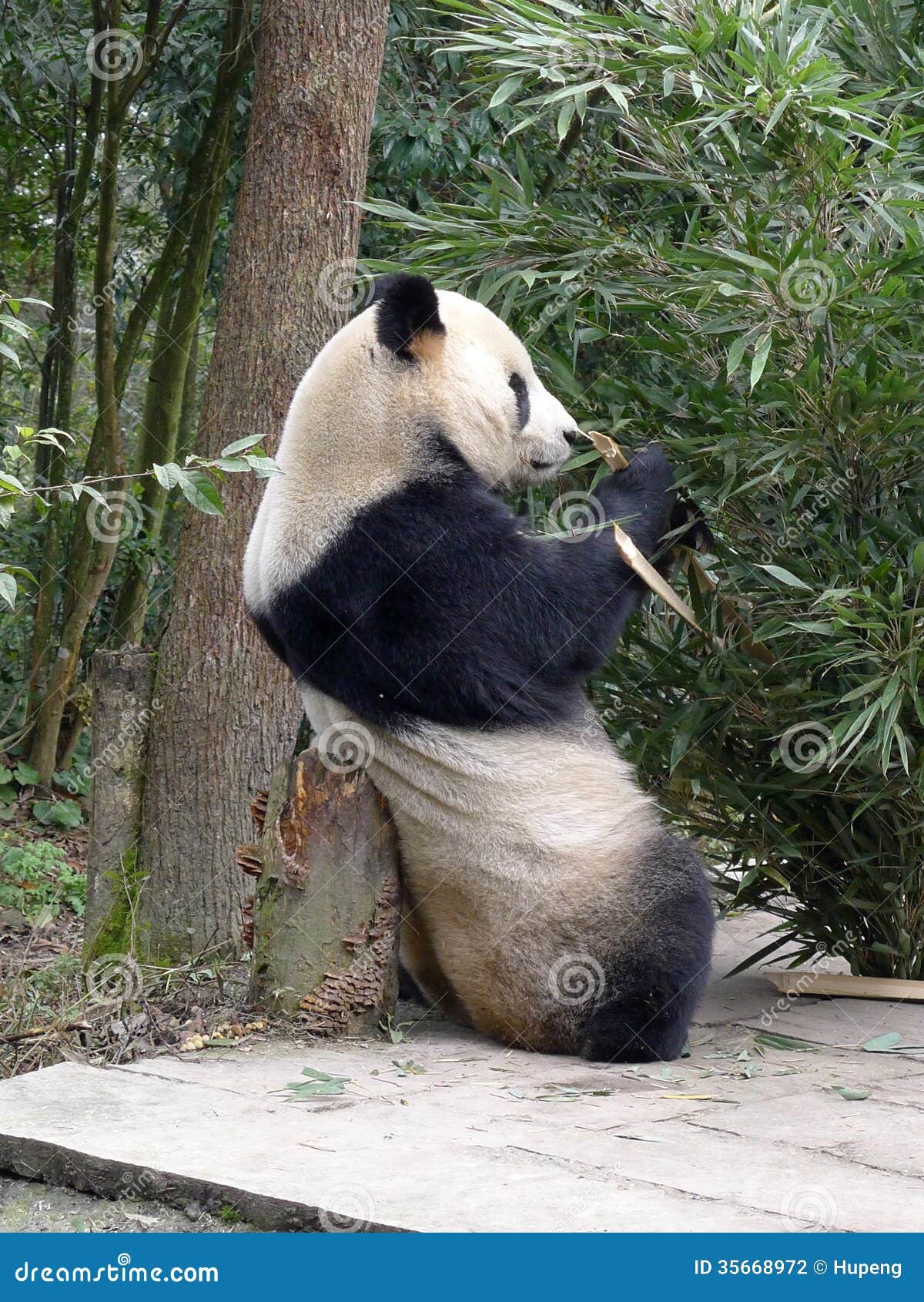 Panda eating bamboo stock photo. Image of asian, feeding - 35668972