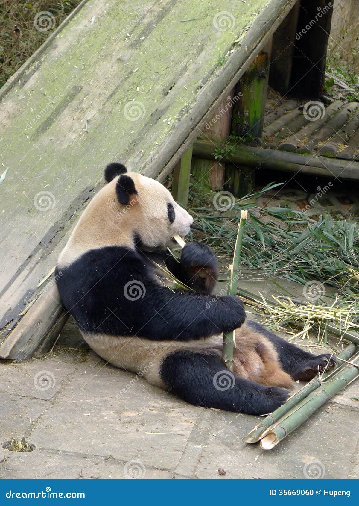 Panda eating bamboo stock photo. Image of chinese, back - 35669060