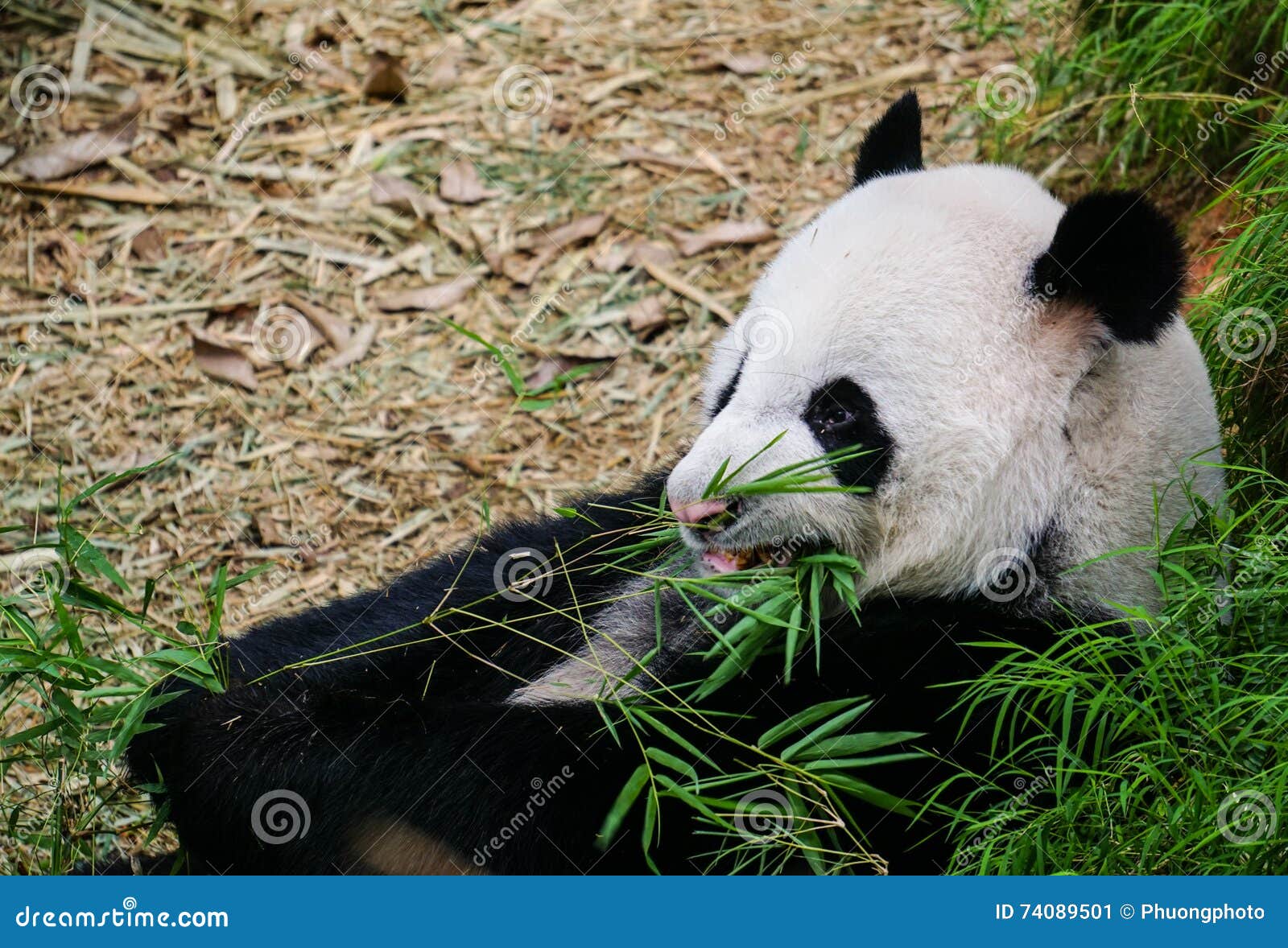 Panda eating bamboo stock image. Image of buildings, dolphin - 74089501