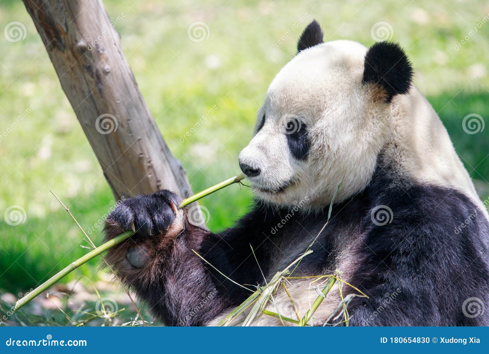 Panda eating bamboo stock photo. Image of food, national - 180654830