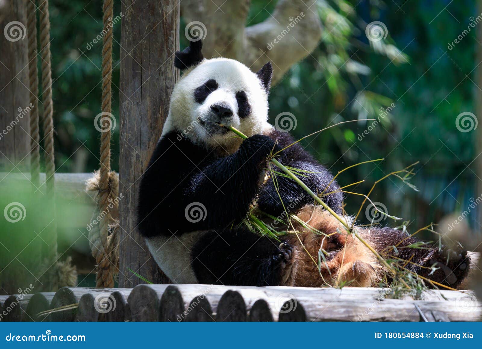 Panda eating bamboo stock photo. Image of panda, claw - 180654884