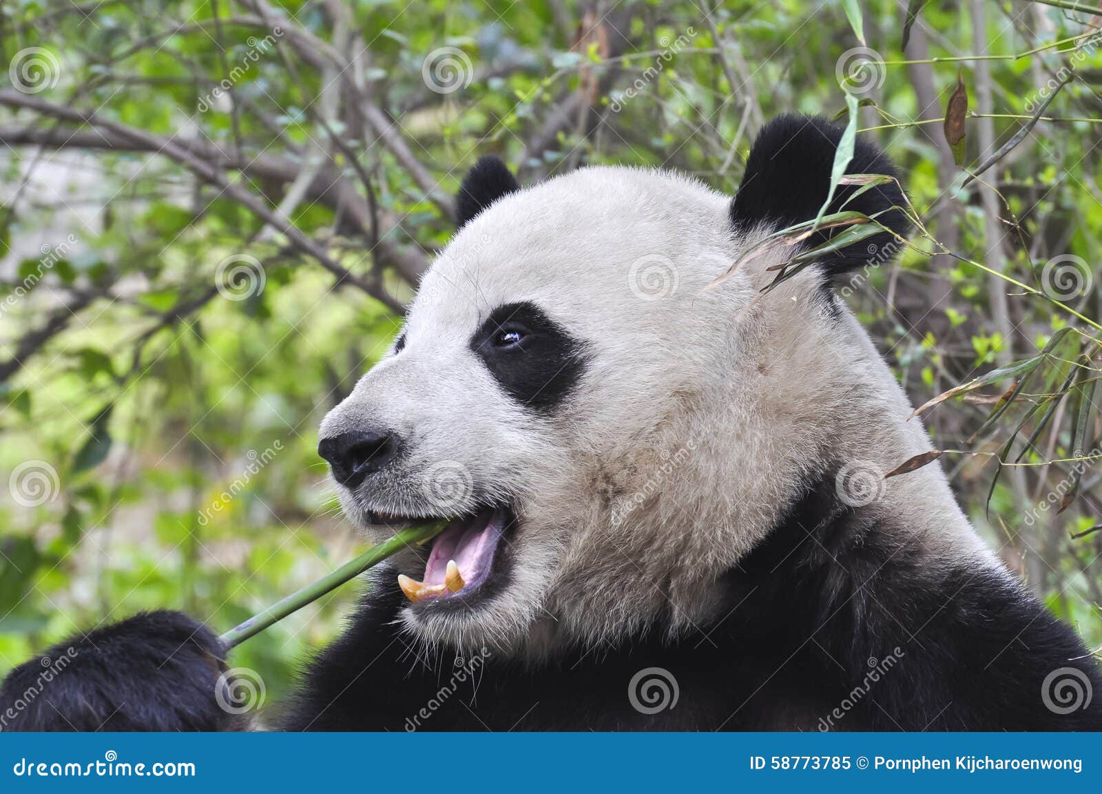 Panda eating bamboo. stock image. Image of bamboo, animal - 58773785