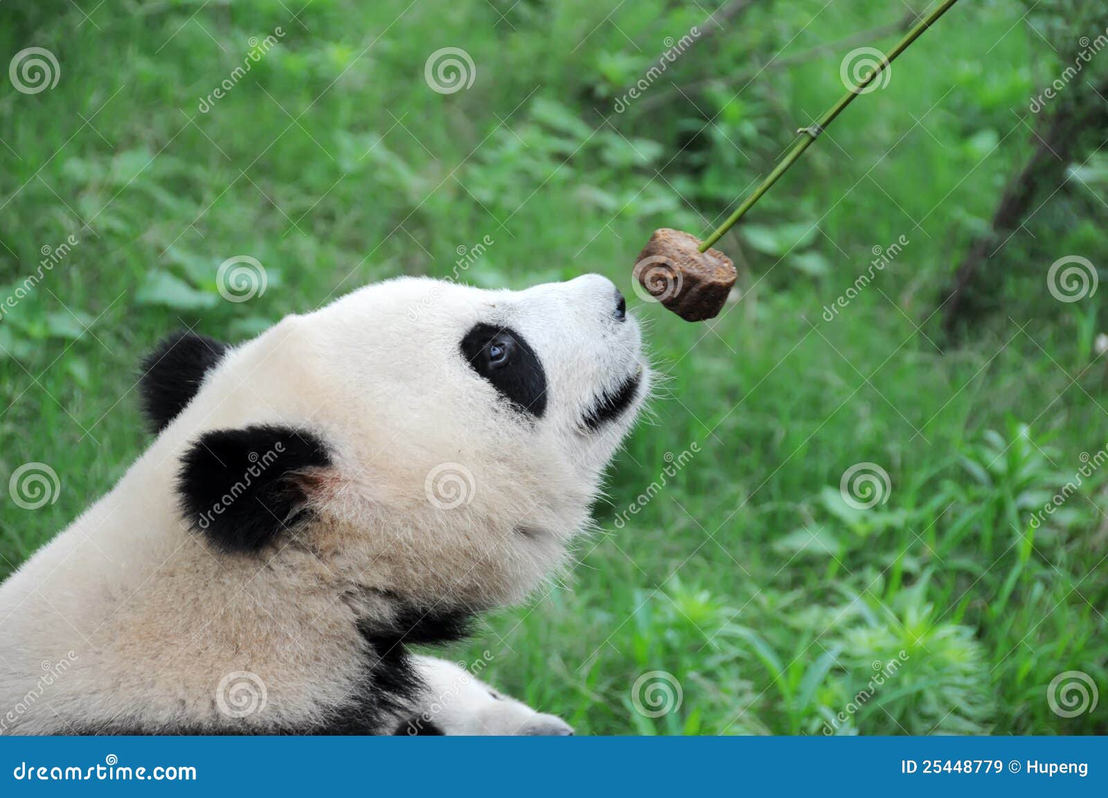 Panda eating cake. stock image. Image of chinese, chengdu - 25448779