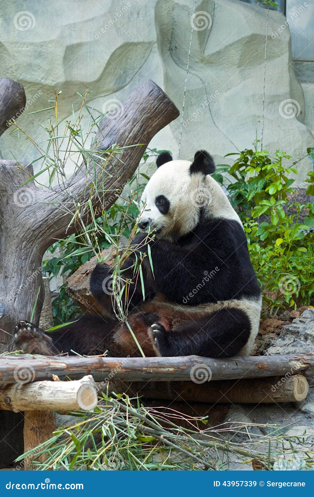 Panda eating stock image. Image of baby, white, eating - 43957339