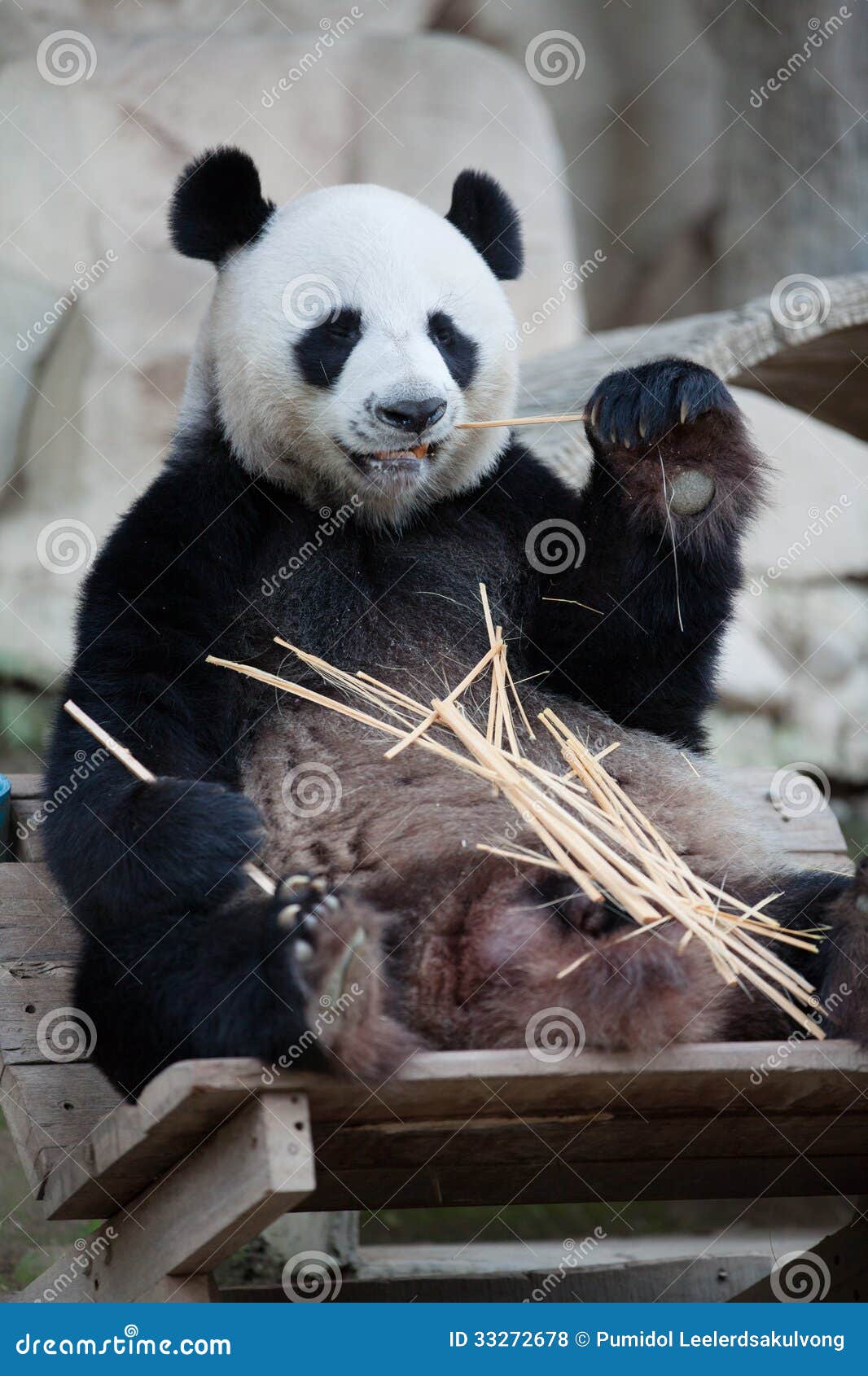 Panda eating stock photo. Image of happily, bamboo, panda - 33272678