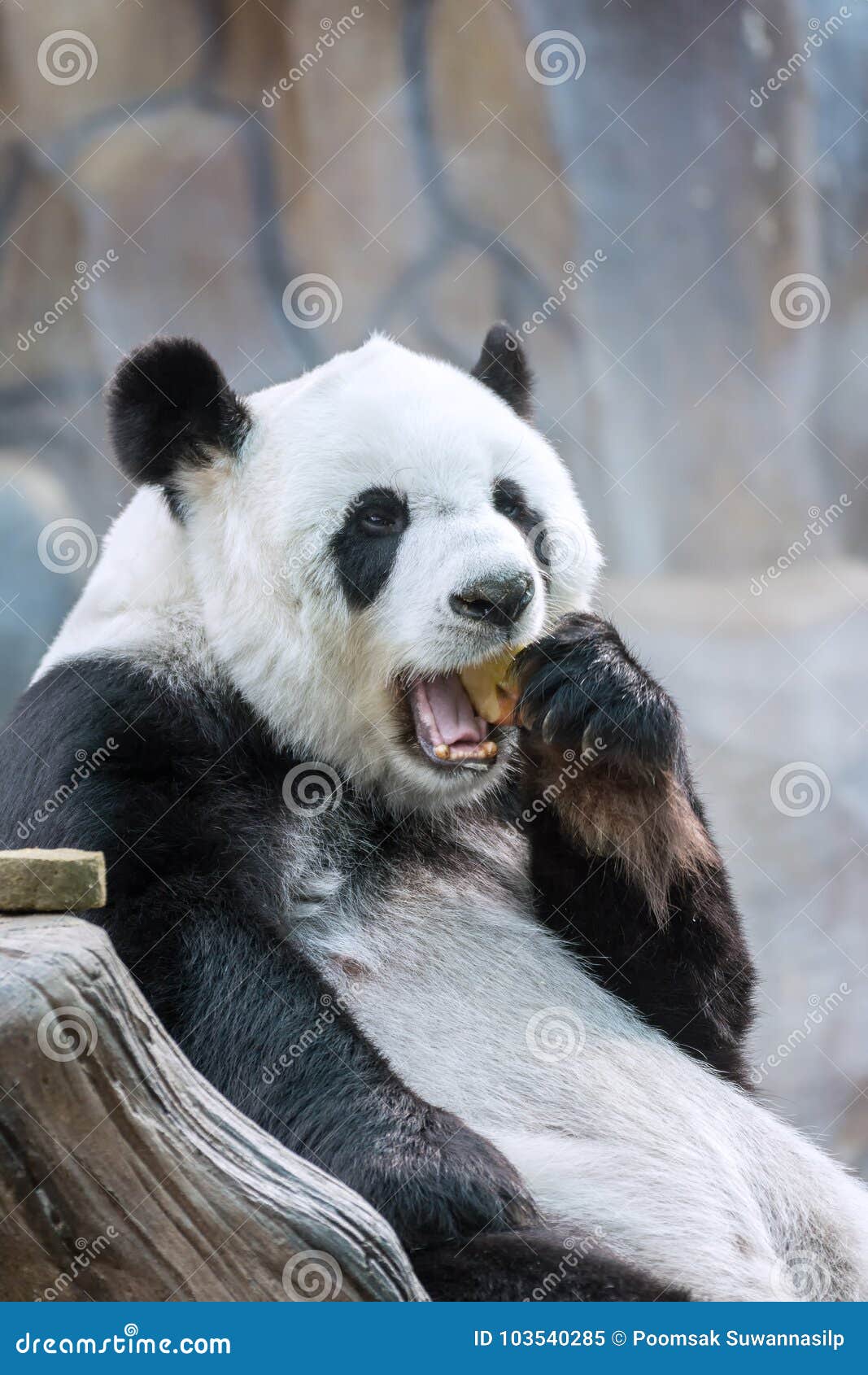Panda Eating Red Apple in Mond Stock Afbeelding - Image of open, reus ...