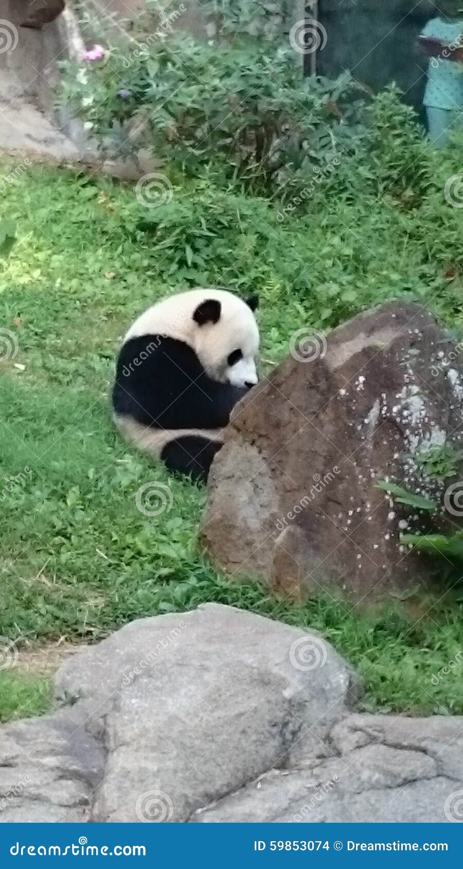 Panda eating stock photo. Image of snacking, panda, smithsonian - 59853074