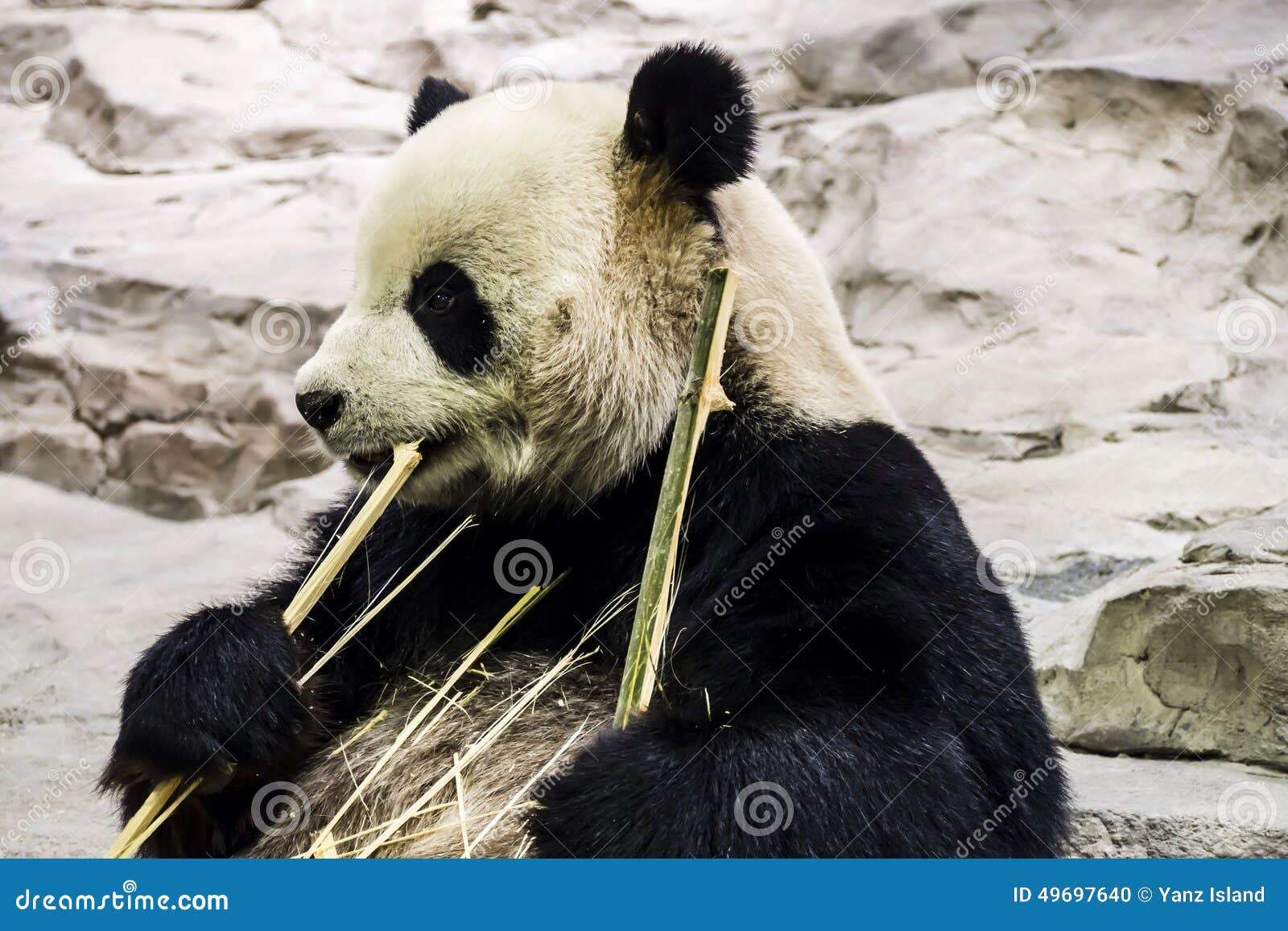 Panda in Guangzhou Wildlife Zoo Stock Photo - Image of panda, mammal ...