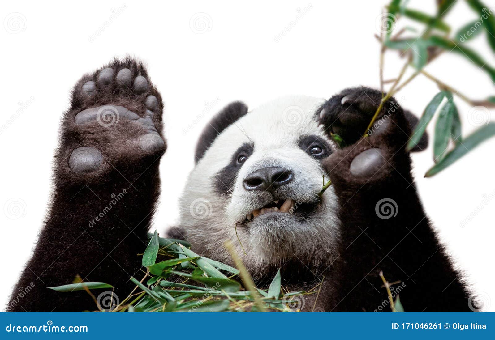 Panda Eet Bamboe Geïsoleerd Op Witte Achtergrond Cute Muzzle of Panda ...