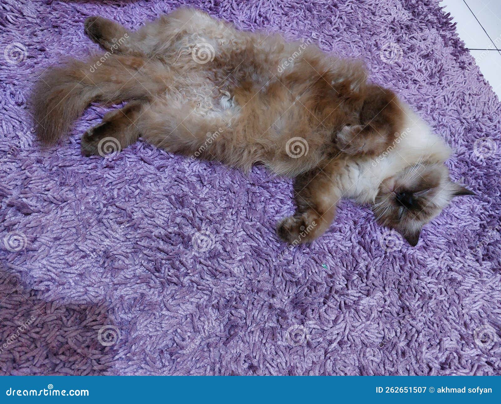 Panda, El Gato Flojo Himalayo Imagen de archivo - Imagen de modelo ...