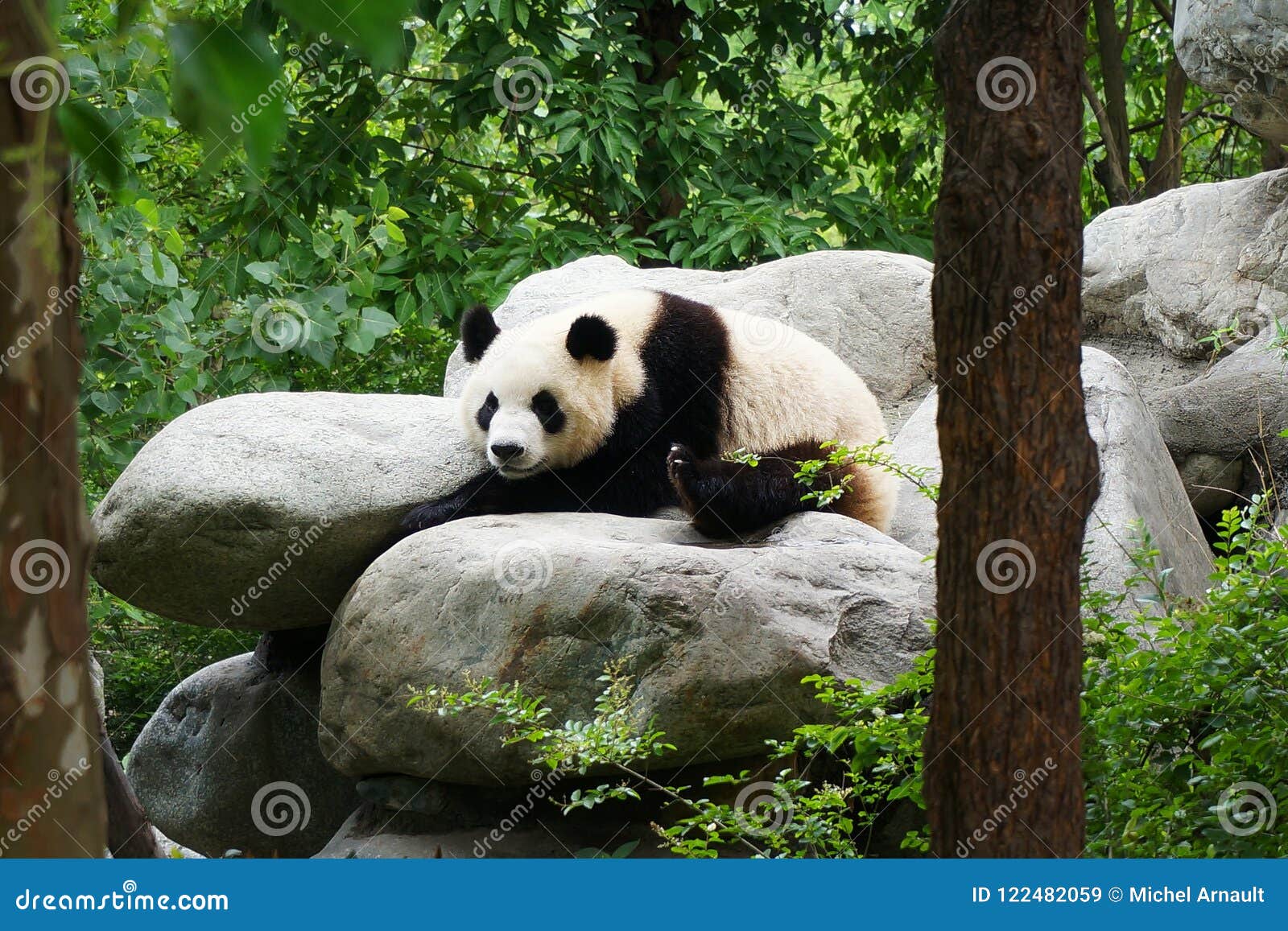 Panda en selva tropical imagen de archivo. Imagen de endangered - 122482059