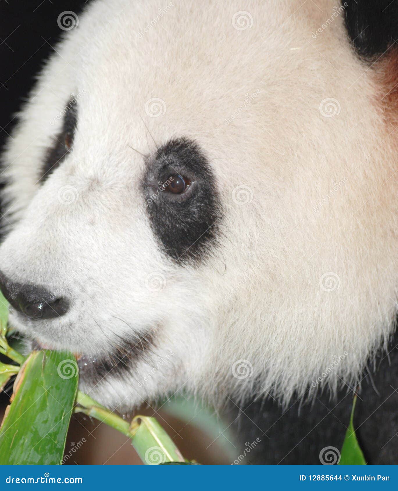 Panda face stock photo. Image of animals, environmental - 12885644