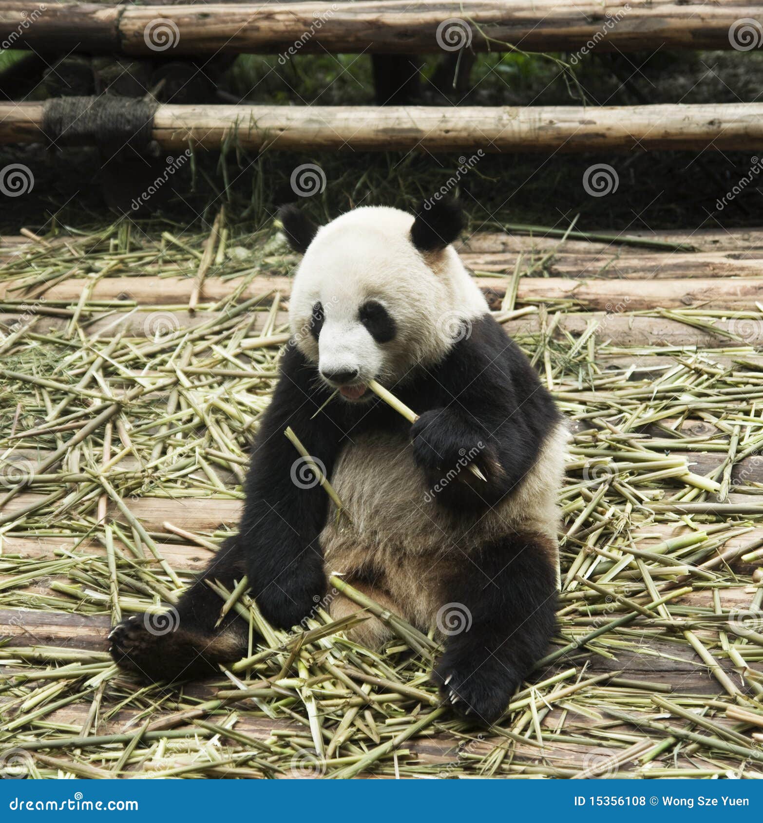 Panda feeding stock photo. Image of hungry, emblem, powerful - 15356108