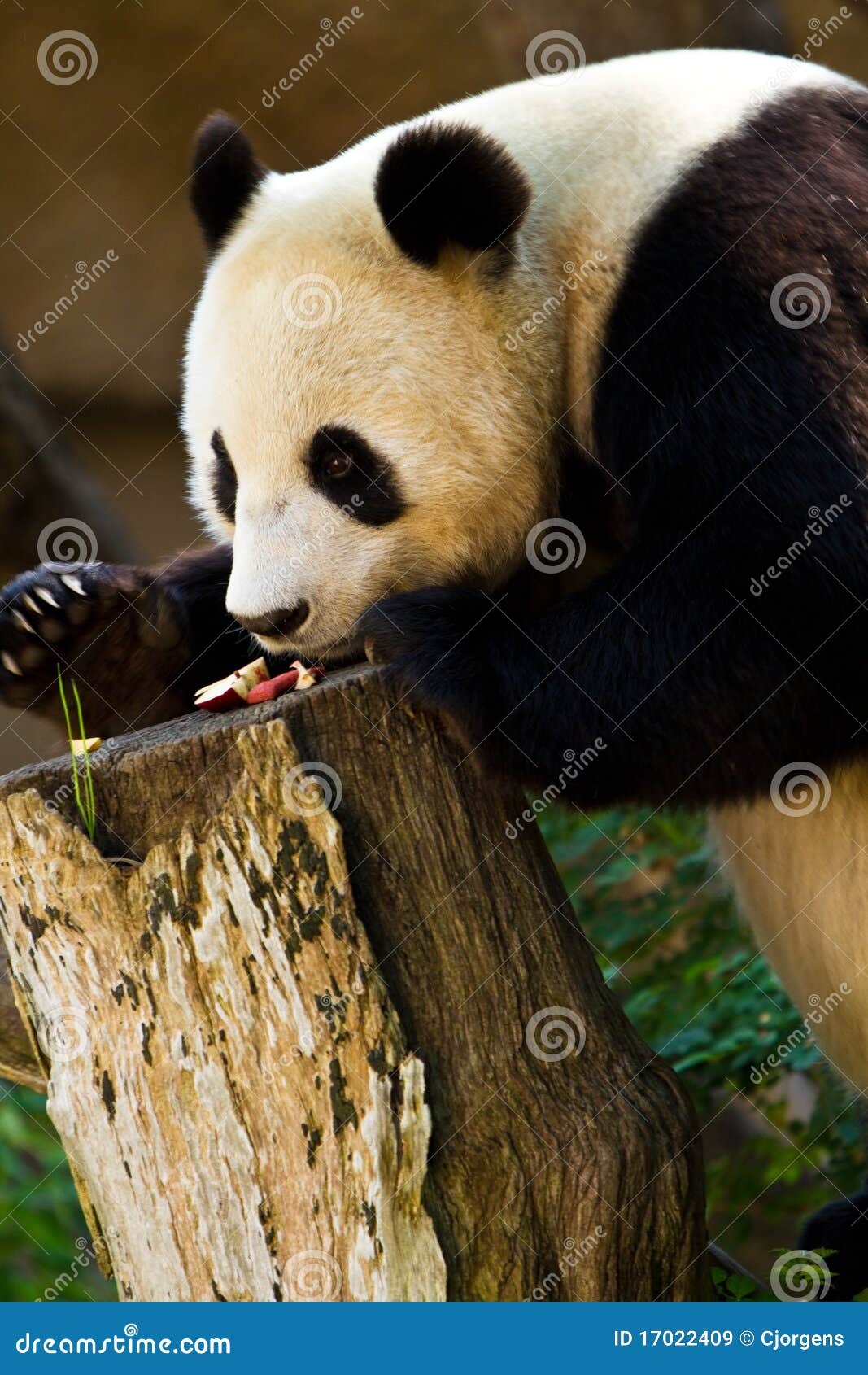 Red Panda Feeding Royalty-Free Stock Photo | CartoonDealer.com #62541711