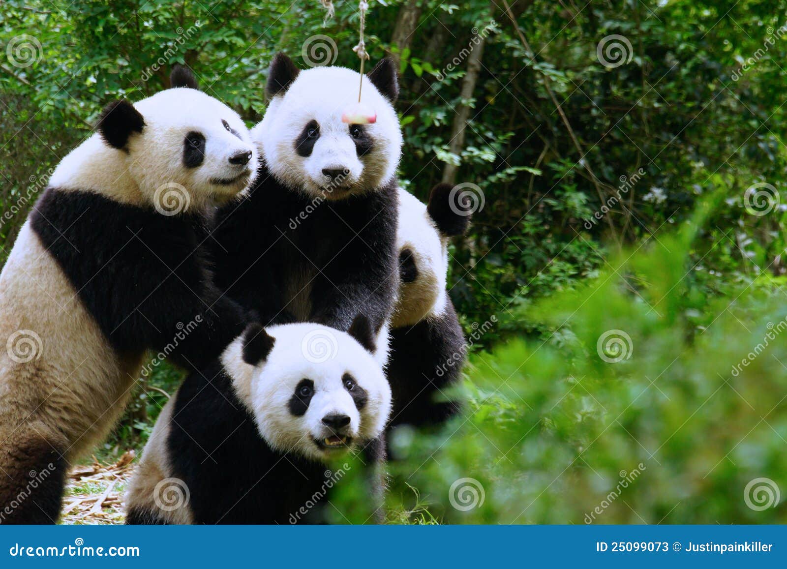 Panda Fighting for an Apple Stock Image - Image of tranquil, cute: 25099073