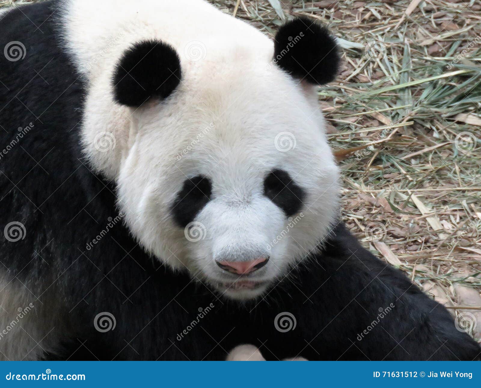 Panda stock photo. Image of white, aspect, face, china - 71631512